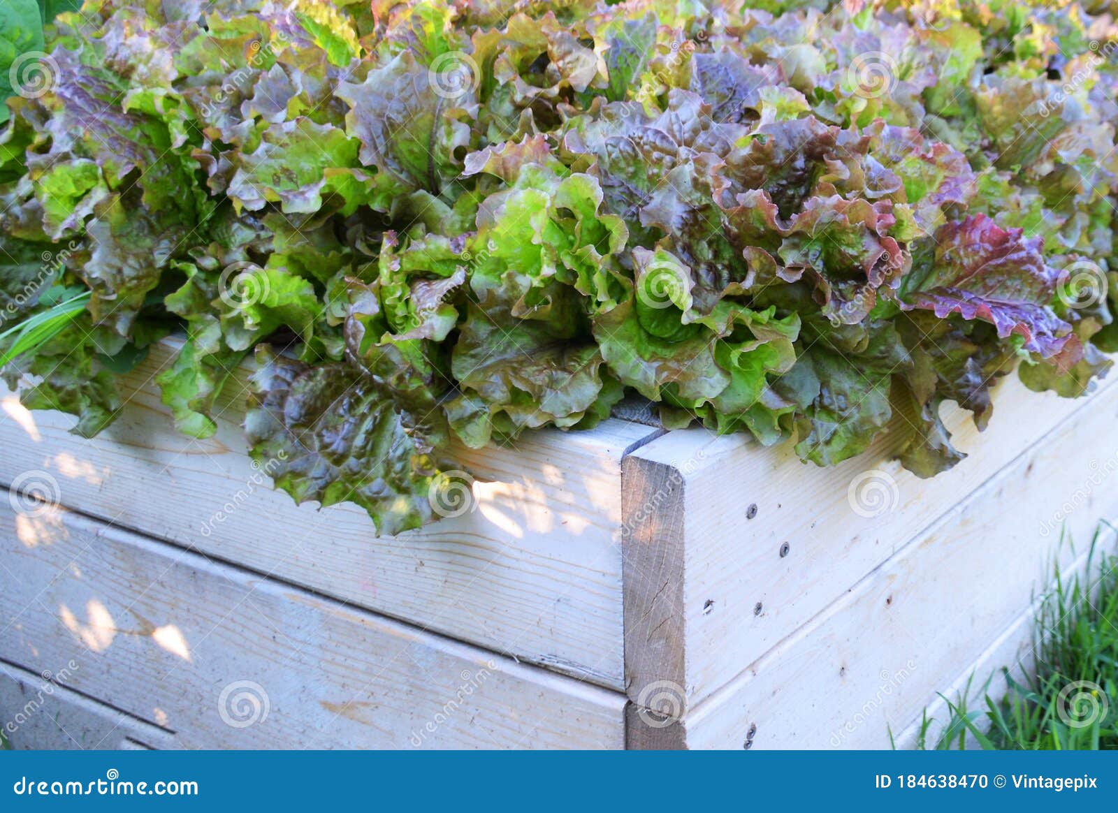 Ruby Lettuce Growing in a Backyard Garden Box Stock Photo - Image of ...