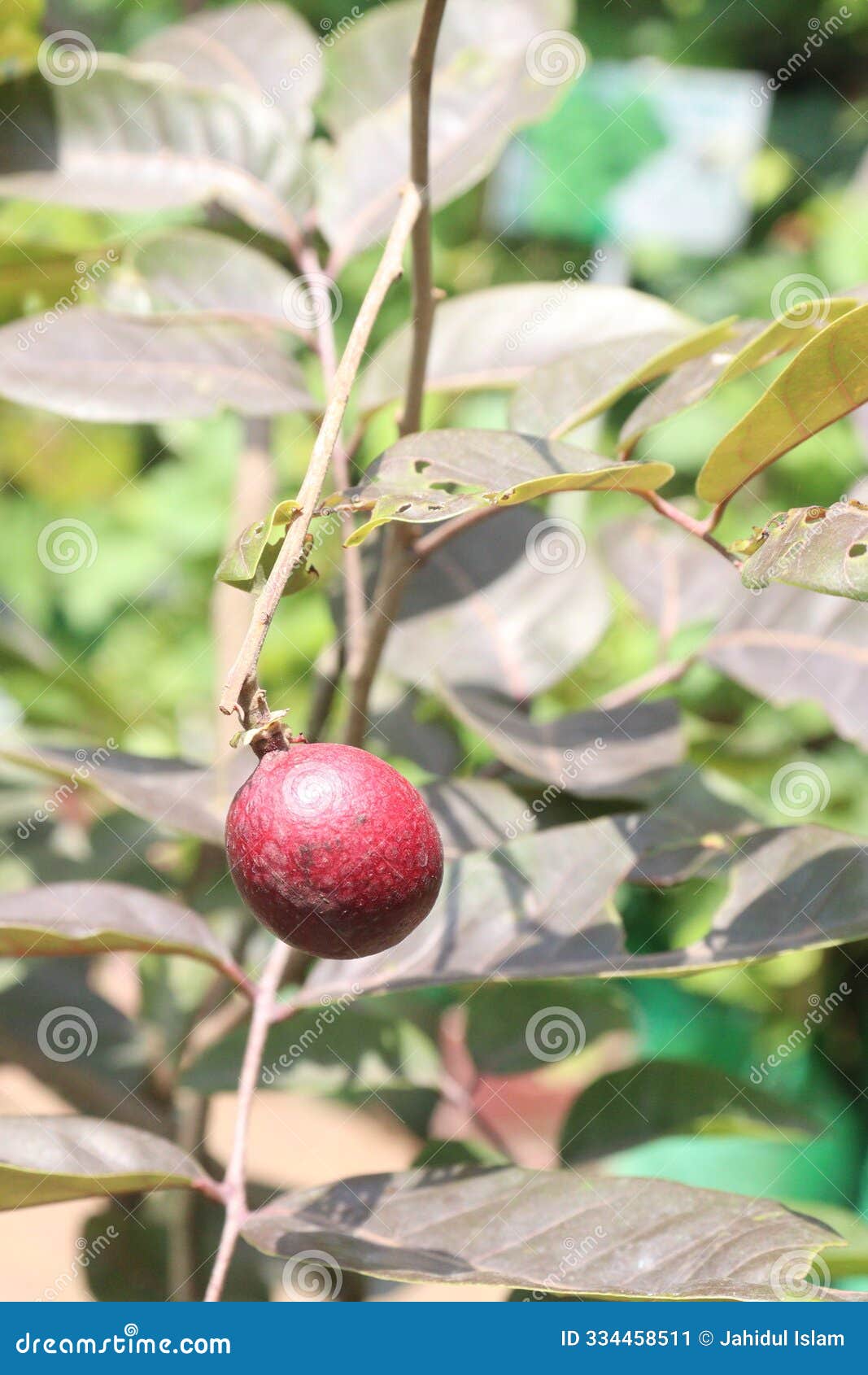 Ruby Longan Tree Plant in Farm Stock Image - Image of exotic, crop ...