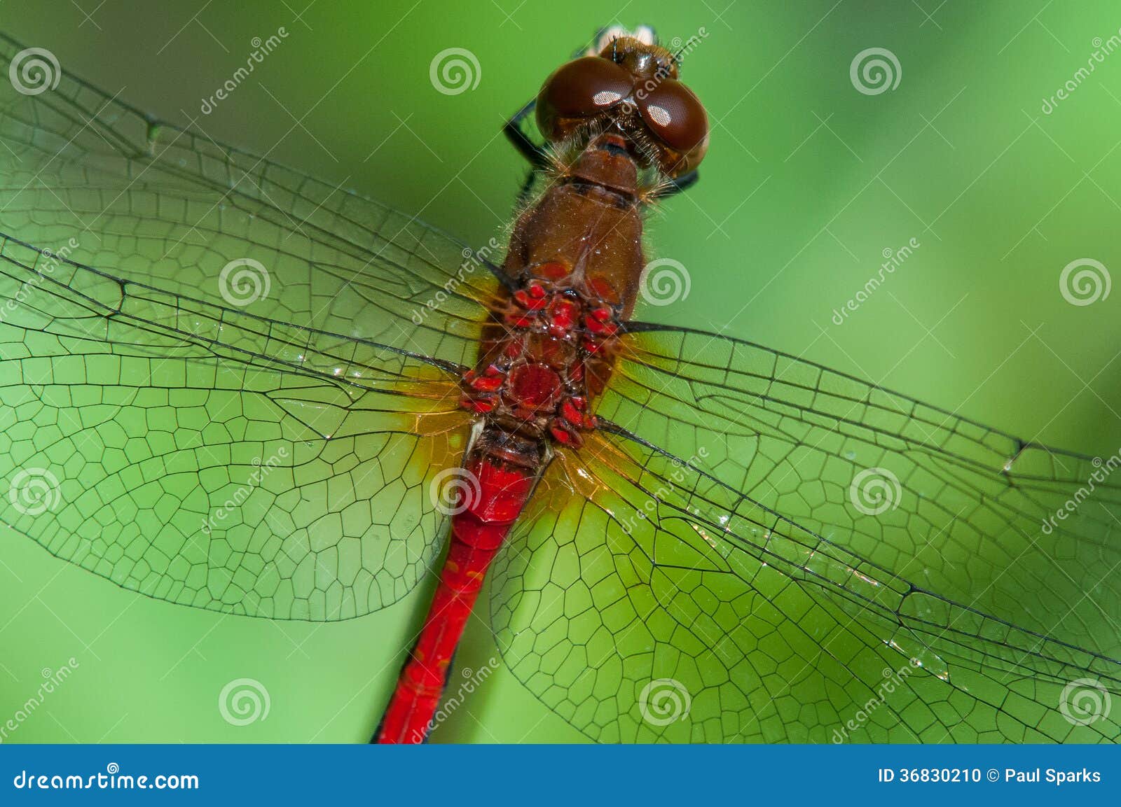 Ruby Meadowhawk stock photo. Image of color, skimmer - 36830210