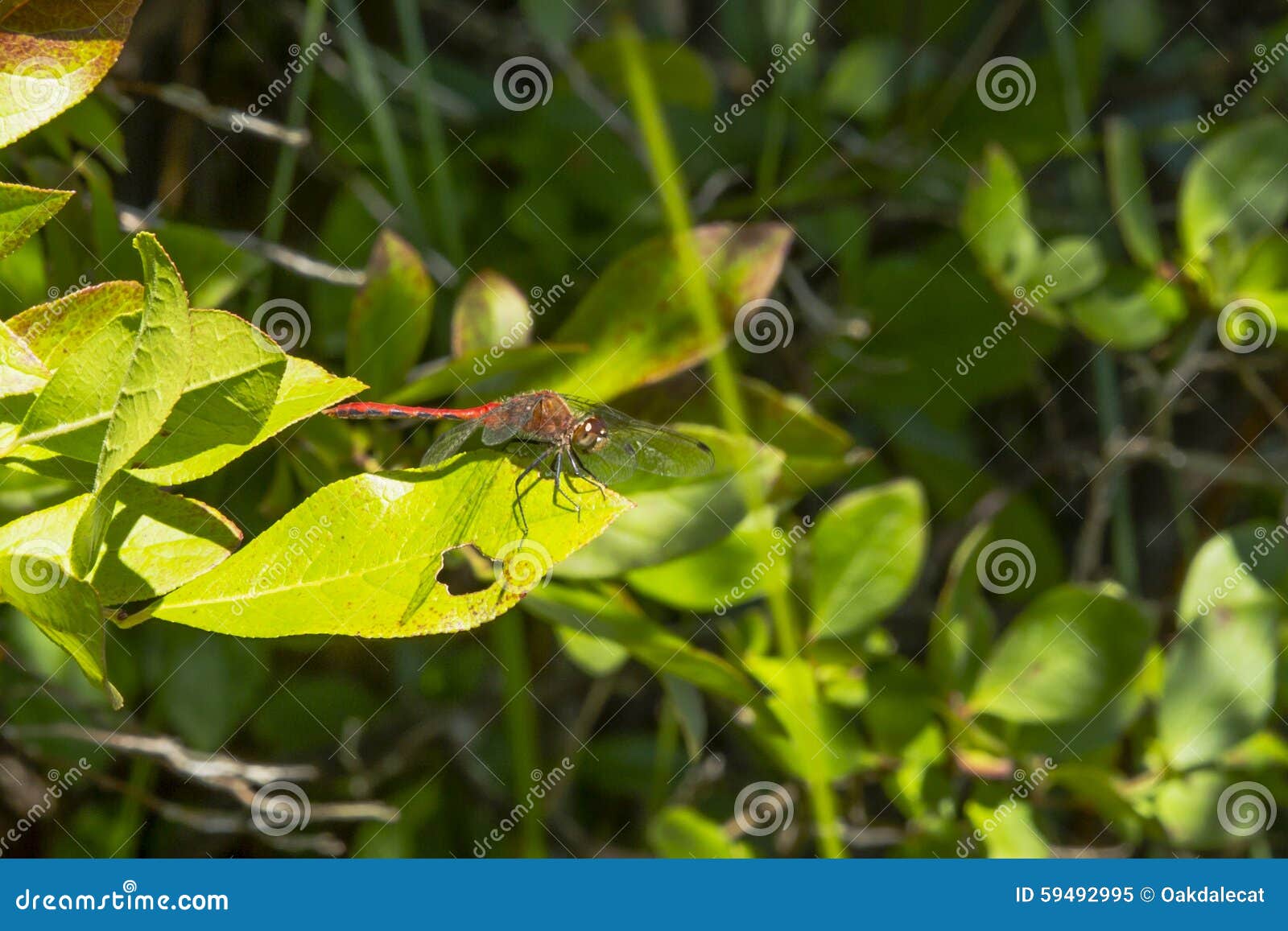 Ruby Meadowhawk Dragonfly on Green Leaf Stock Image - Image of sitting ...
