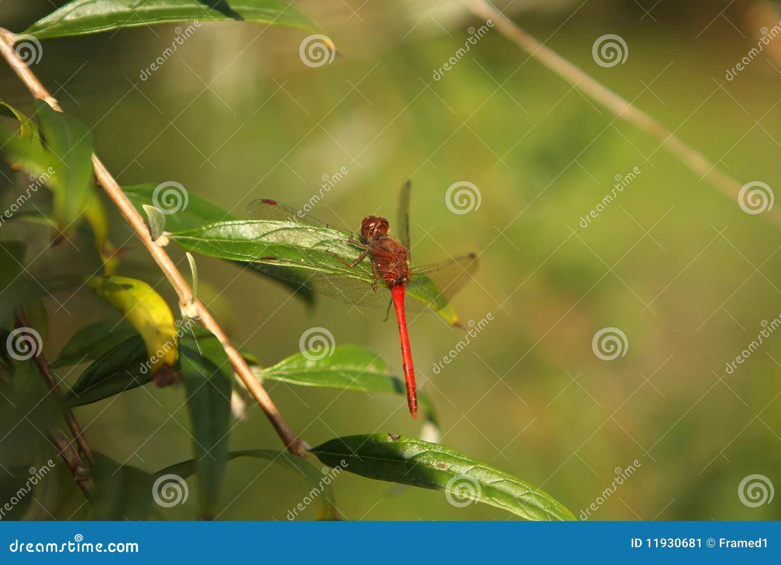 Ruby Meadowhawk Dragonfly Male Stock Image - Image of beautiful ...