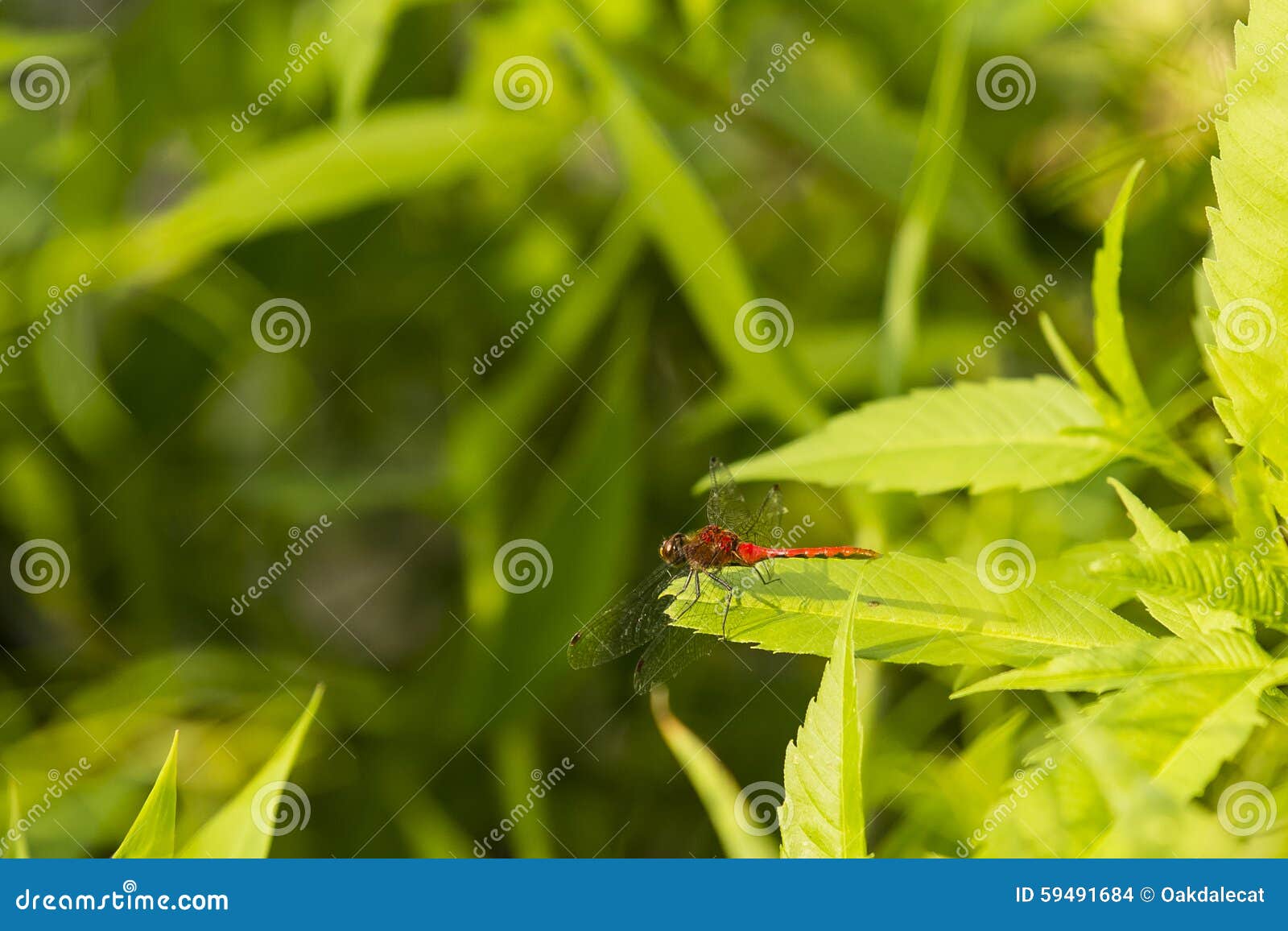 Ruby Meadowhawk Dragonfly Pausing on Leaf Stock Photo - Image of ...