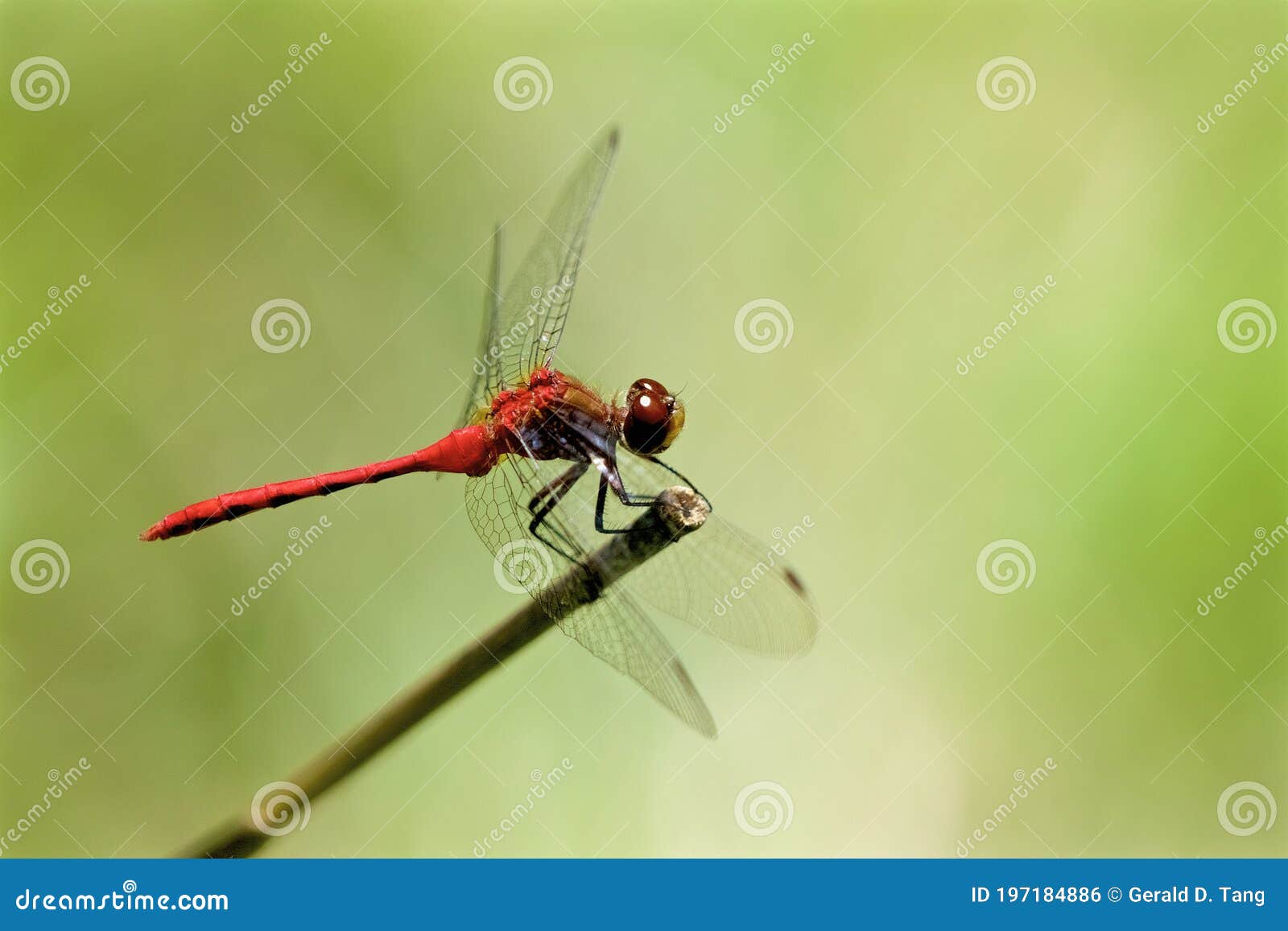 Ruby Meadowhawk Dragonfly 815373 Stock Photo - Image of forward, downers: 197184886