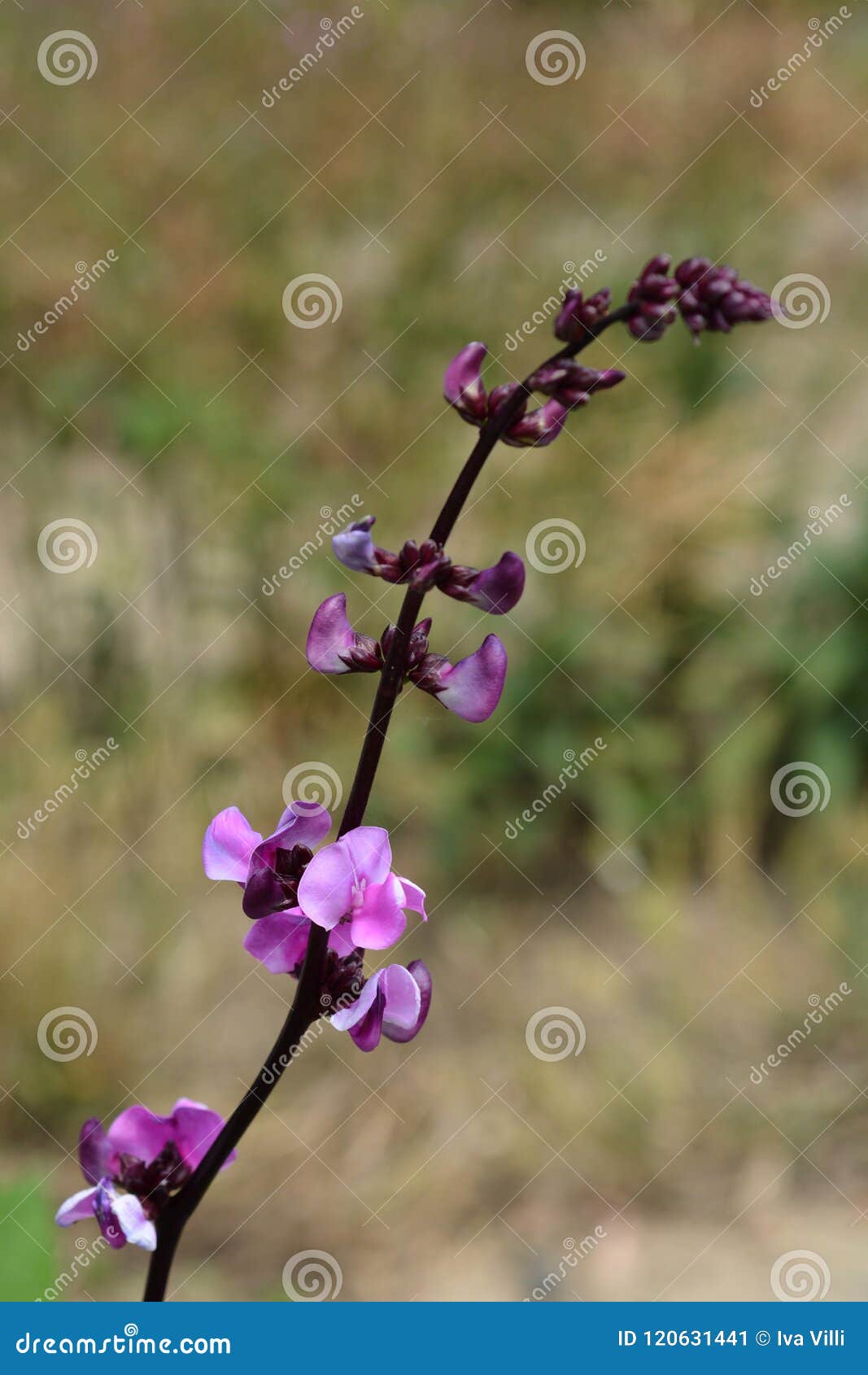 Ruby Moon Hyacinth Bean stock image. Image of ruby, plant - 120631441