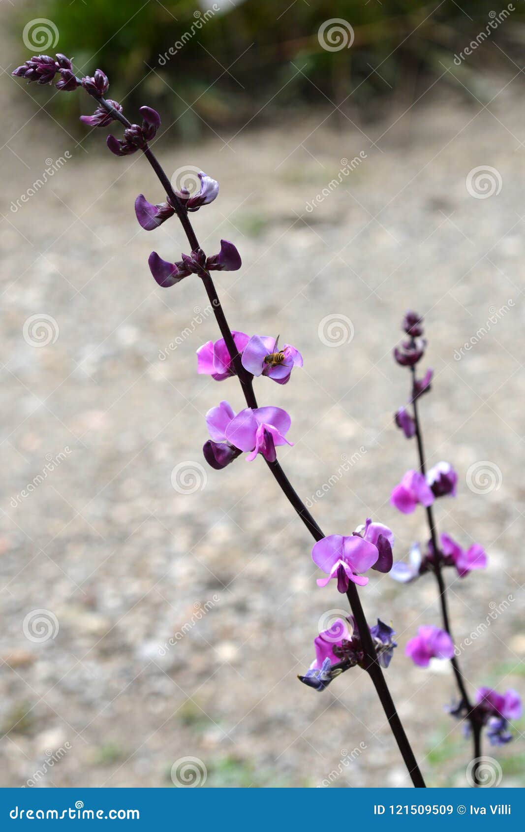 Ruby Moon Hyacinth Bean stock image. Image of summer - 121509509