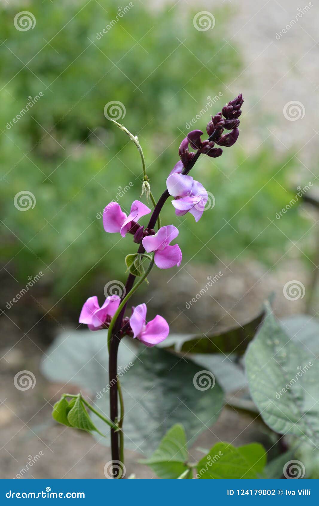 Ruby Moon Hyacinth Bean stock photo. Image of ruby, summer - 124179002