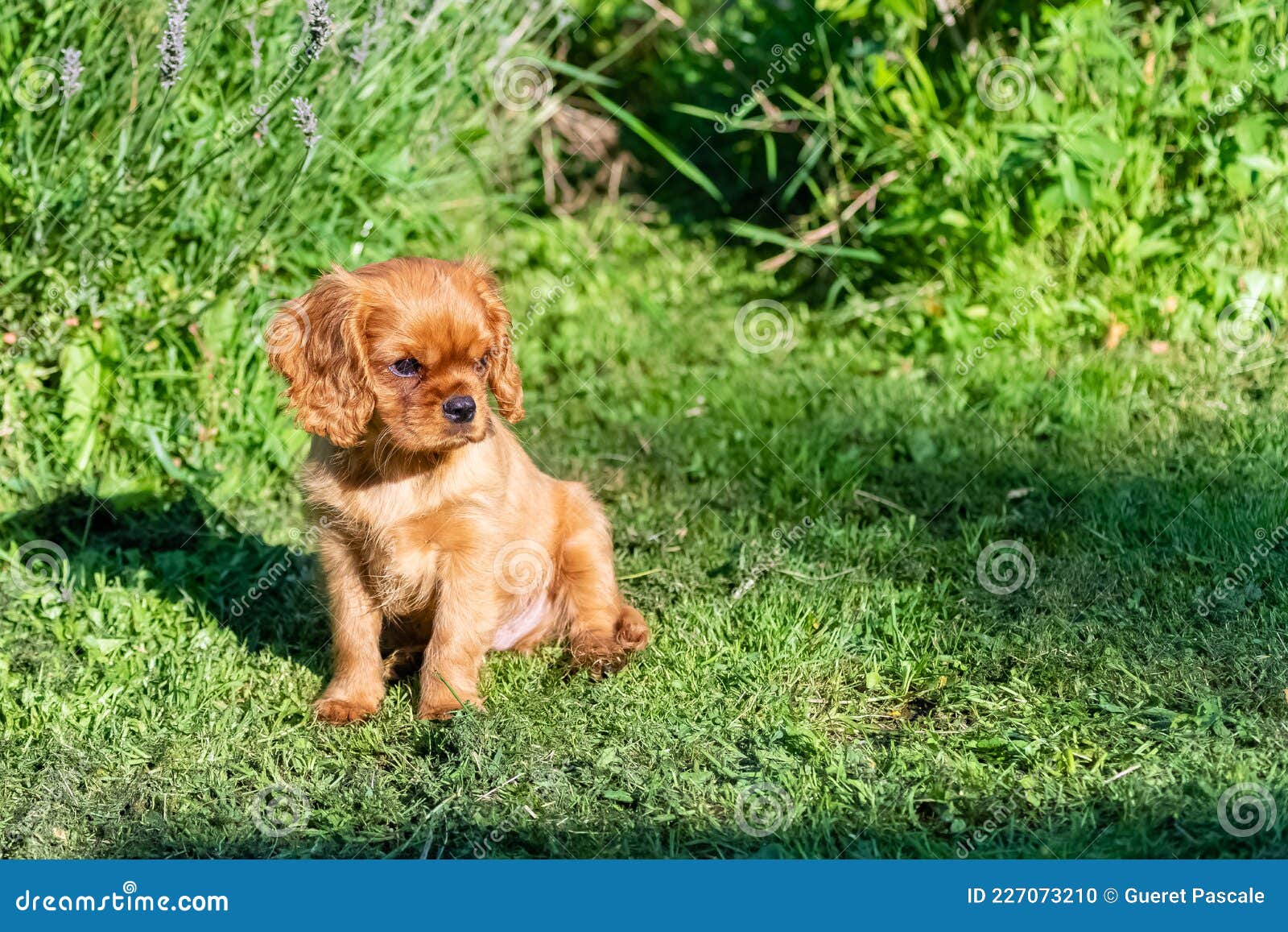 A ruby puppy stock photo. Image of adorable, bear, fawn - 227073210