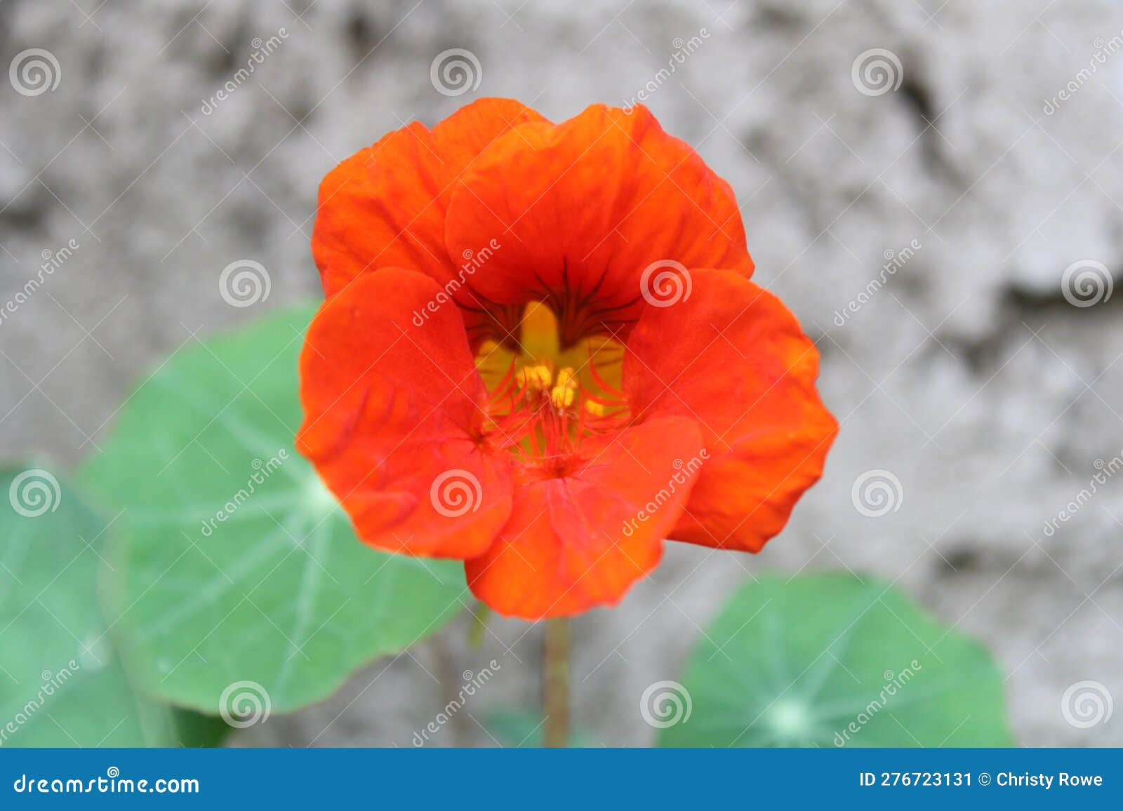 Ruby Red Aster Flower in Full Bloom. Stock Image - Image of outdoors ...