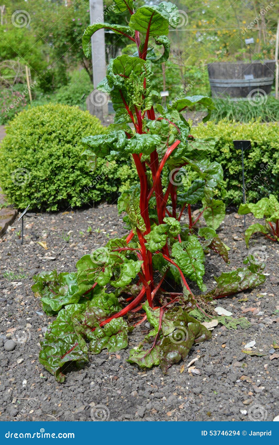 Ruby red chard stock photo. Image of growing, ruby, vegetable - 53746294