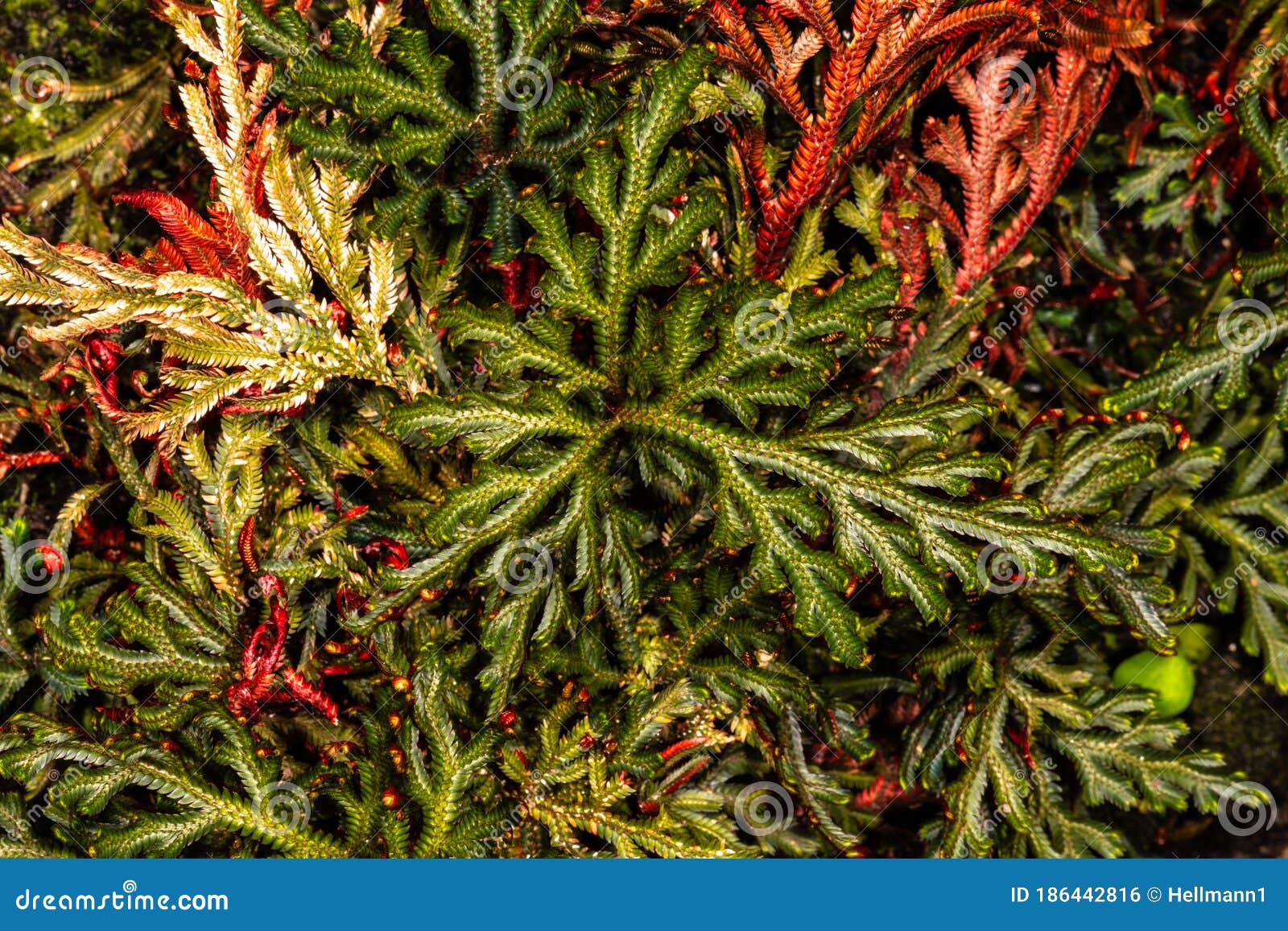 Selaginella Erythropus,Spike Moss Family In Fern Sheds Royalty-Free ...