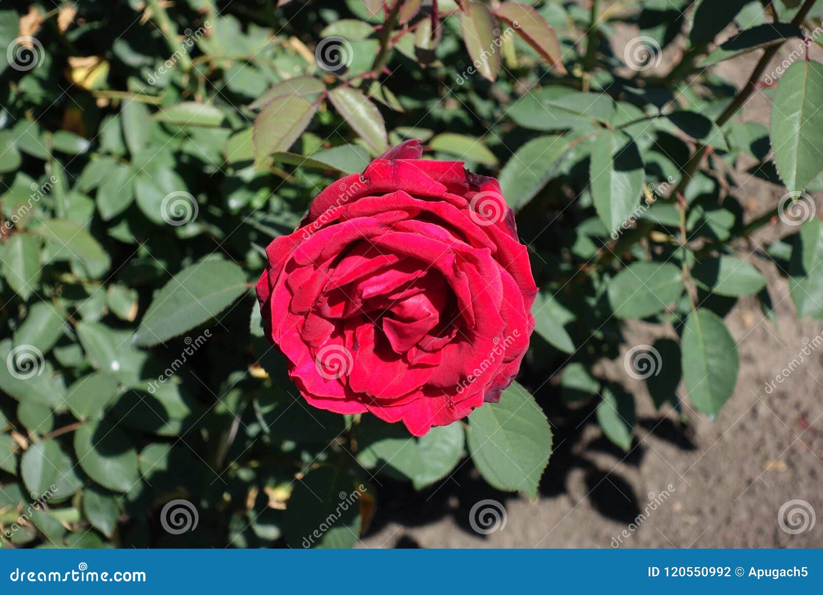 Ruby red flower of rose stock photo. Image of florescence - 120550992
