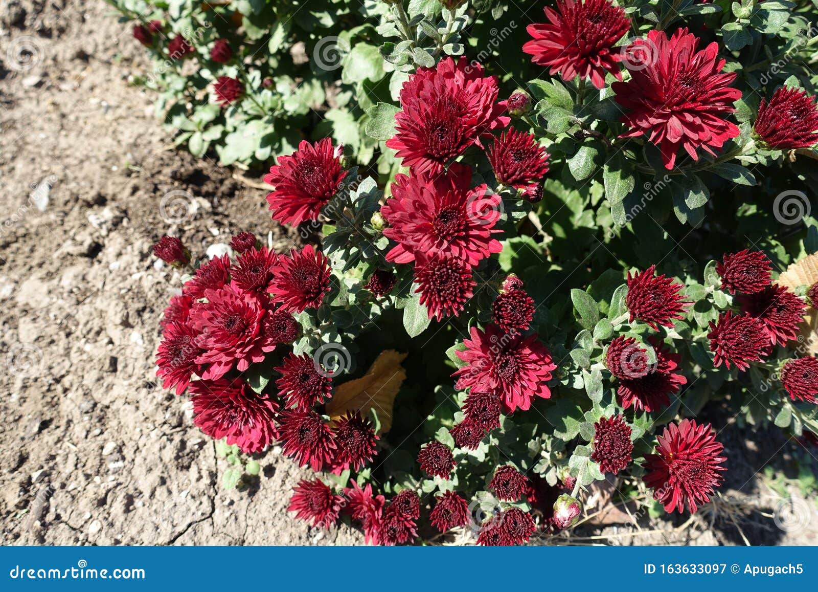 Ruby Red Flowers Stock Photos - Download 1,256 Royalty Free Photos