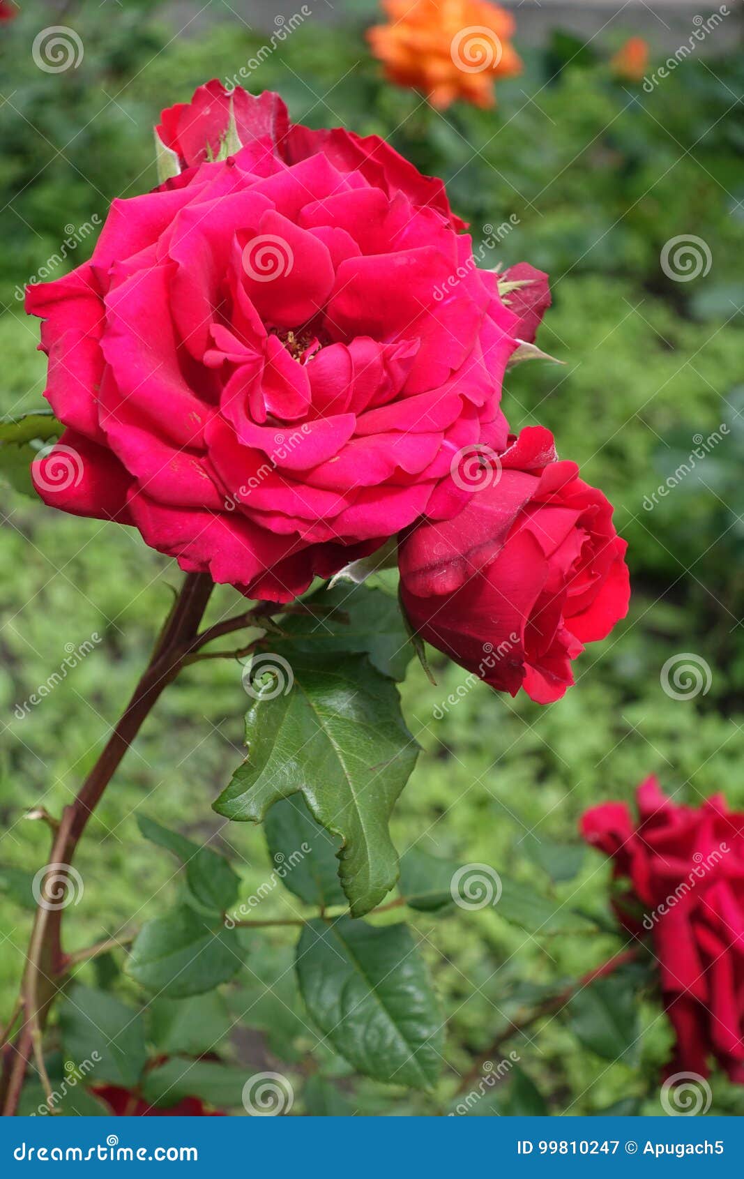 Ruby Red Flowers of Garden Rose Stock Image - Image of petal, cultivar ...