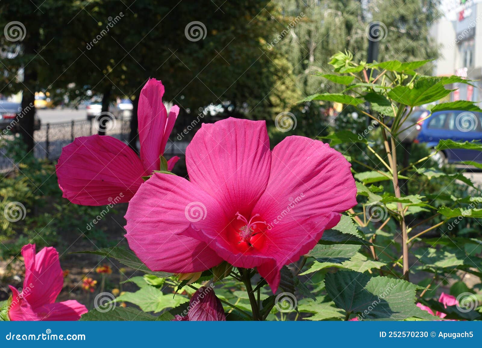 Ruby Red Flowers of Hibiscus Moscheutos Stock Photo - Image of bright ...