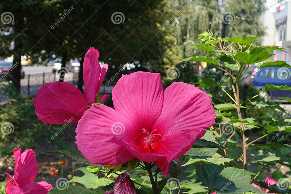Ruby Red Flowers of Hibiscus Moscheutos Stock Photo - Image of bright ...