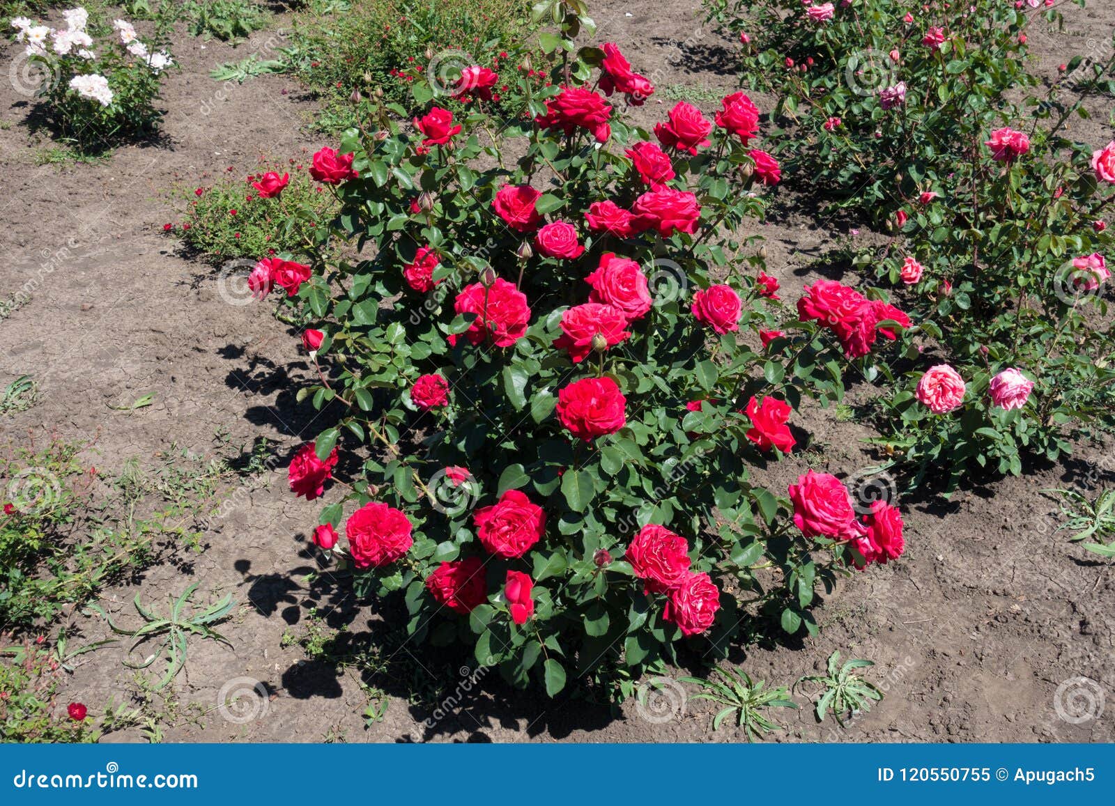 Ruby Red Flowers on Rose Bush Stock Image - Image of cardinal, leaflets ...