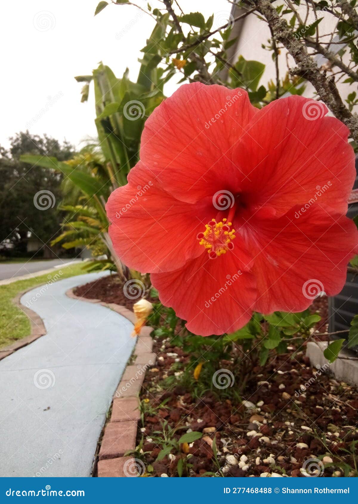 Ruby Red hibiscus stock photo. Image of flower, ruby - 277468488