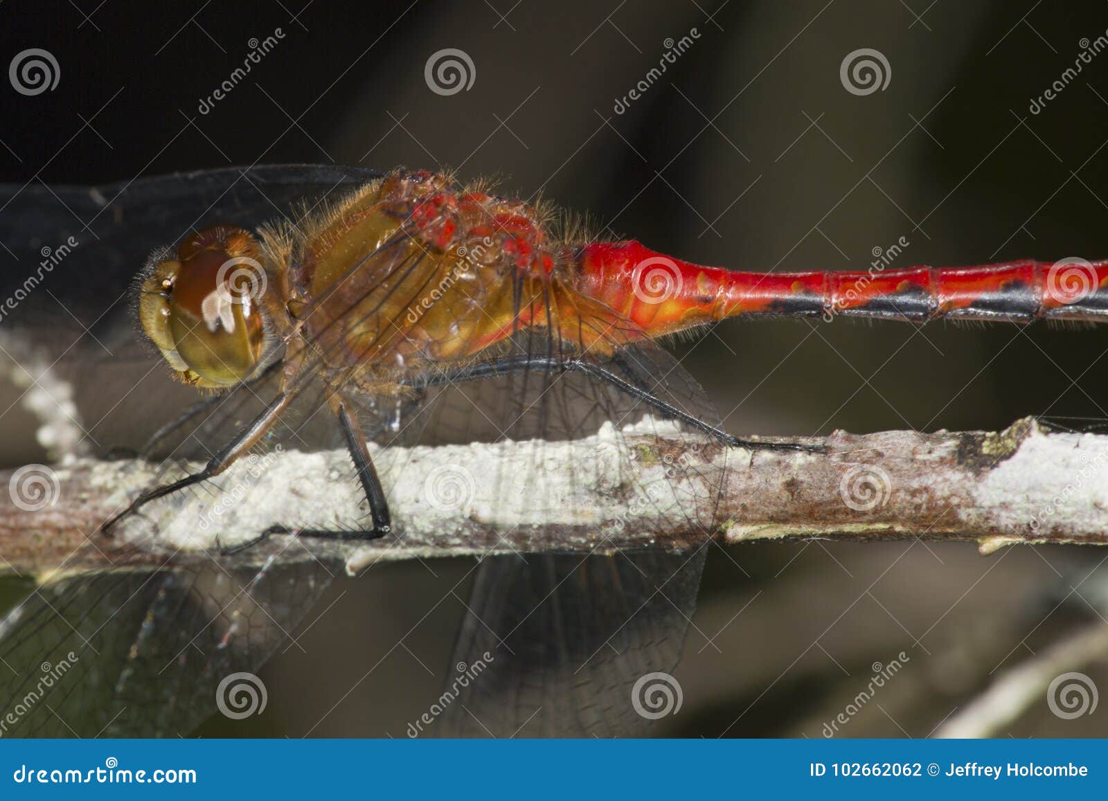 Ruby Red Meadowhawk Dragonfly on a Branch in New Hampshire. Stock Photo ...
