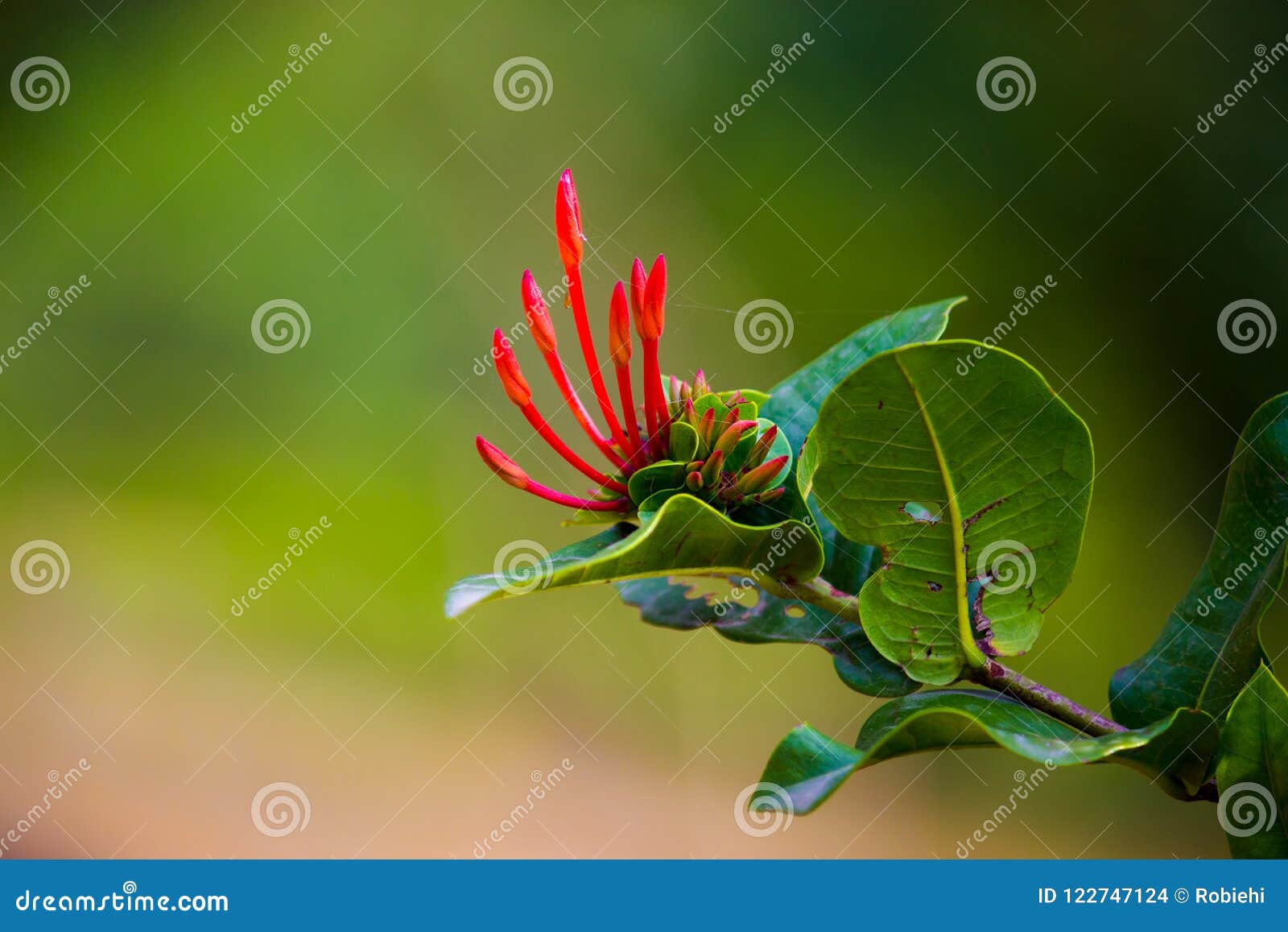 Ruby Red Pentas stock photo. Image of plant, beauty - 122747124