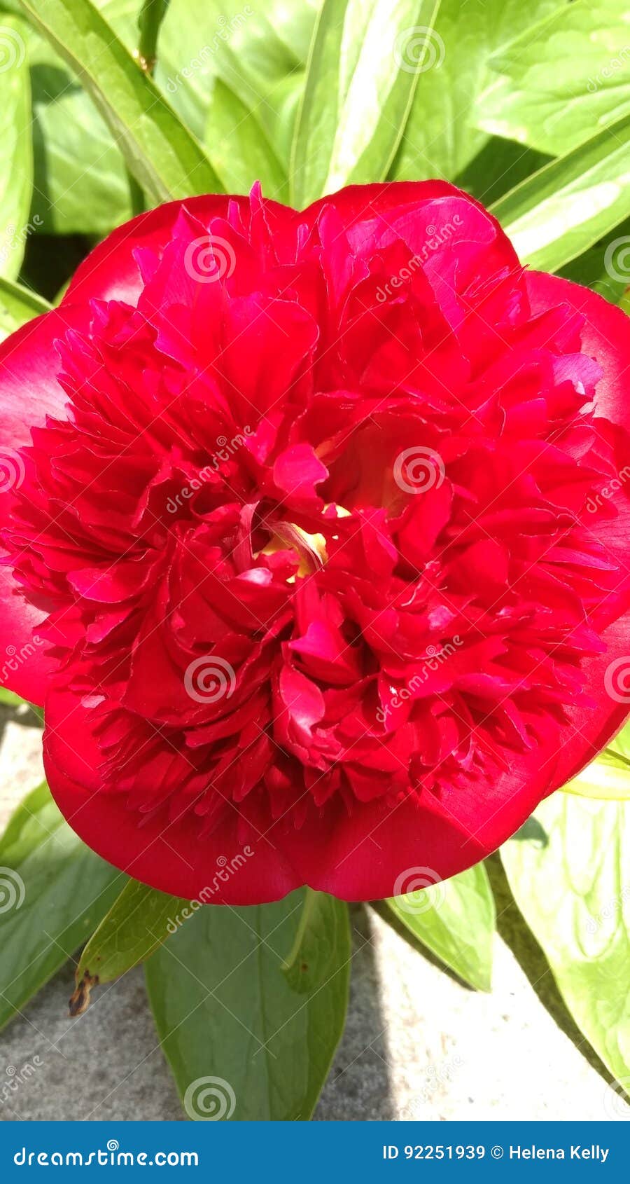 Ruby red peony rose stock image. Image of rose, peony - 92251939