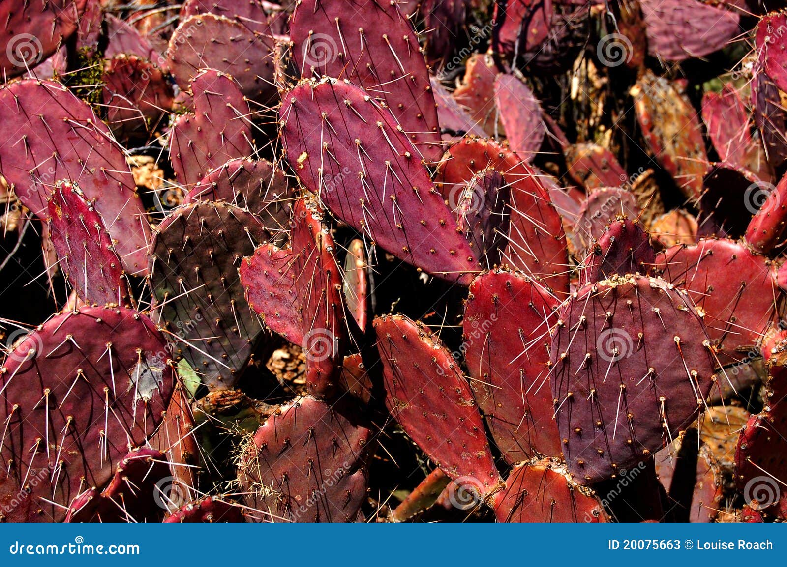 Ruby Red Prickly Pear Cactus Stock Image - Image of botanical, needles ...