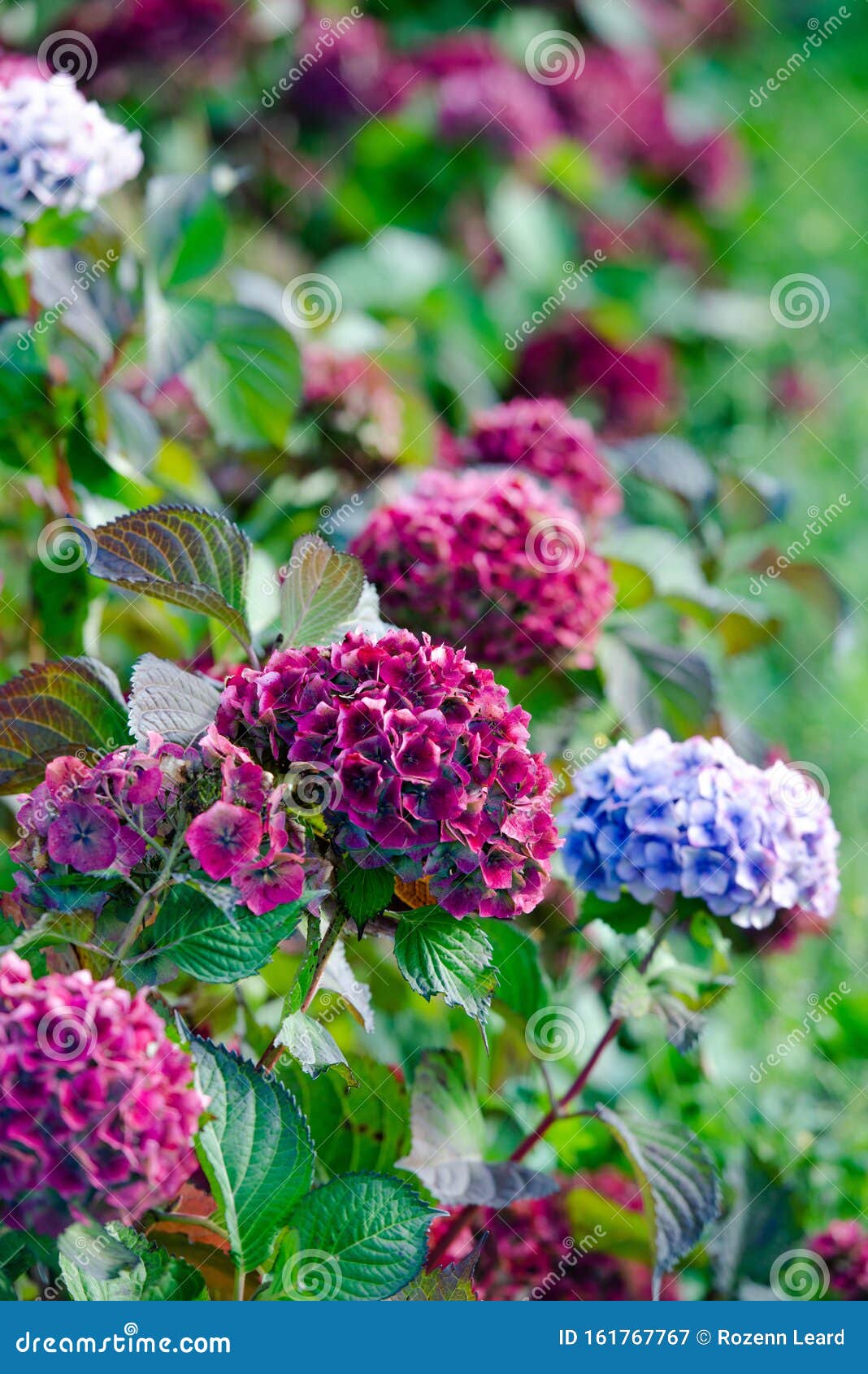 Ruby Red and Purple Hydrangea Stock Image - Image of hydrangea, ruby ...