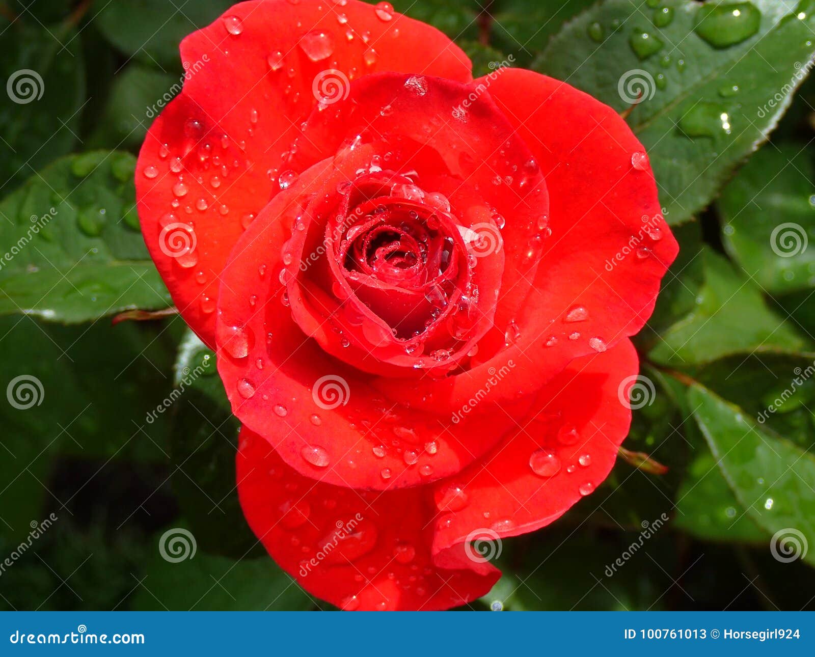 Ruby Red Rose imagen de archivo. Imagen de rojo, portland - 100761013