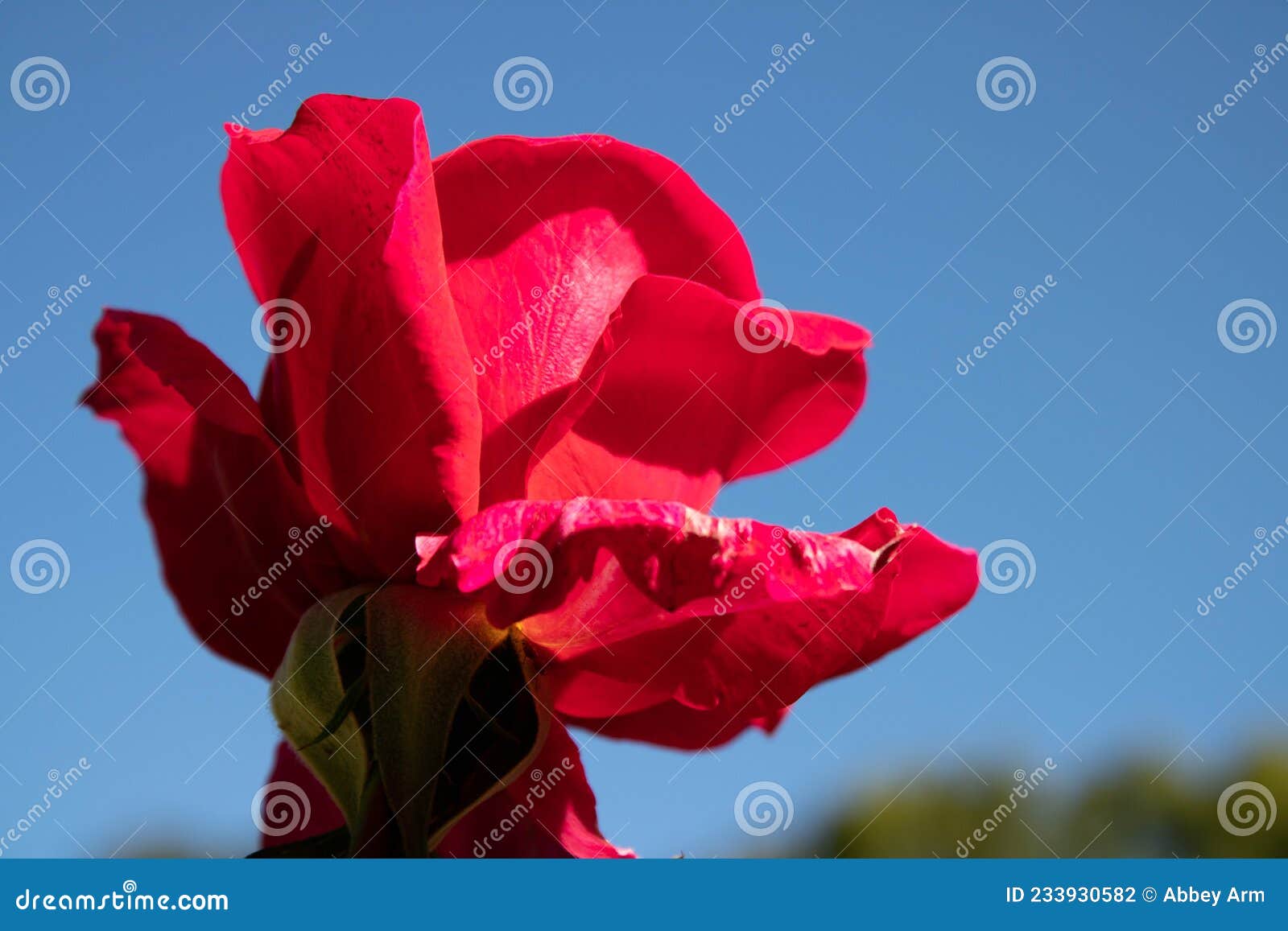 Ruby red rose stock photo. Image of bouquet, plant, peony - 233930582