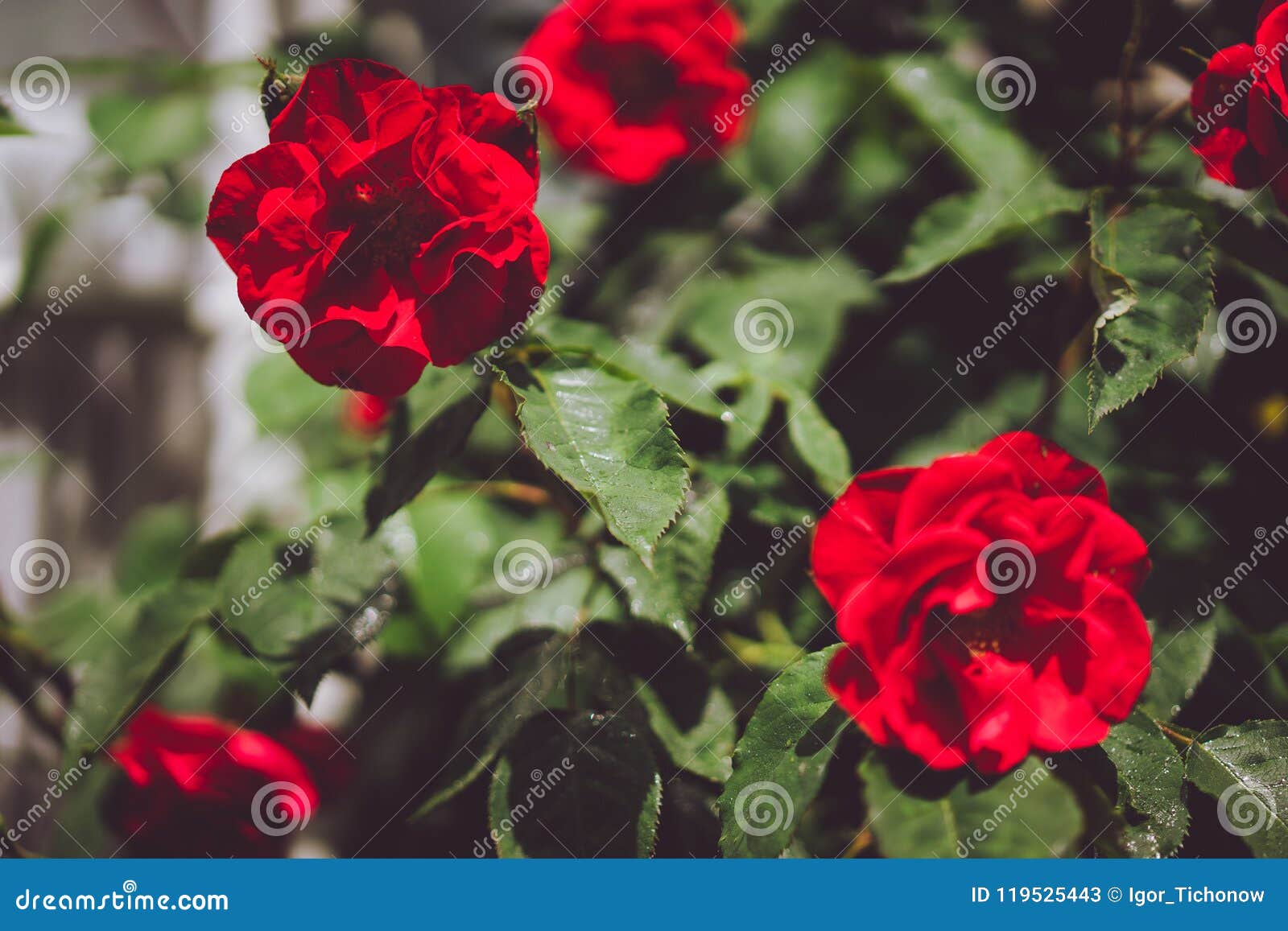 Ruby Red Roses Buds with Green Foliage. Lueneburg, Germany Stock Image ...