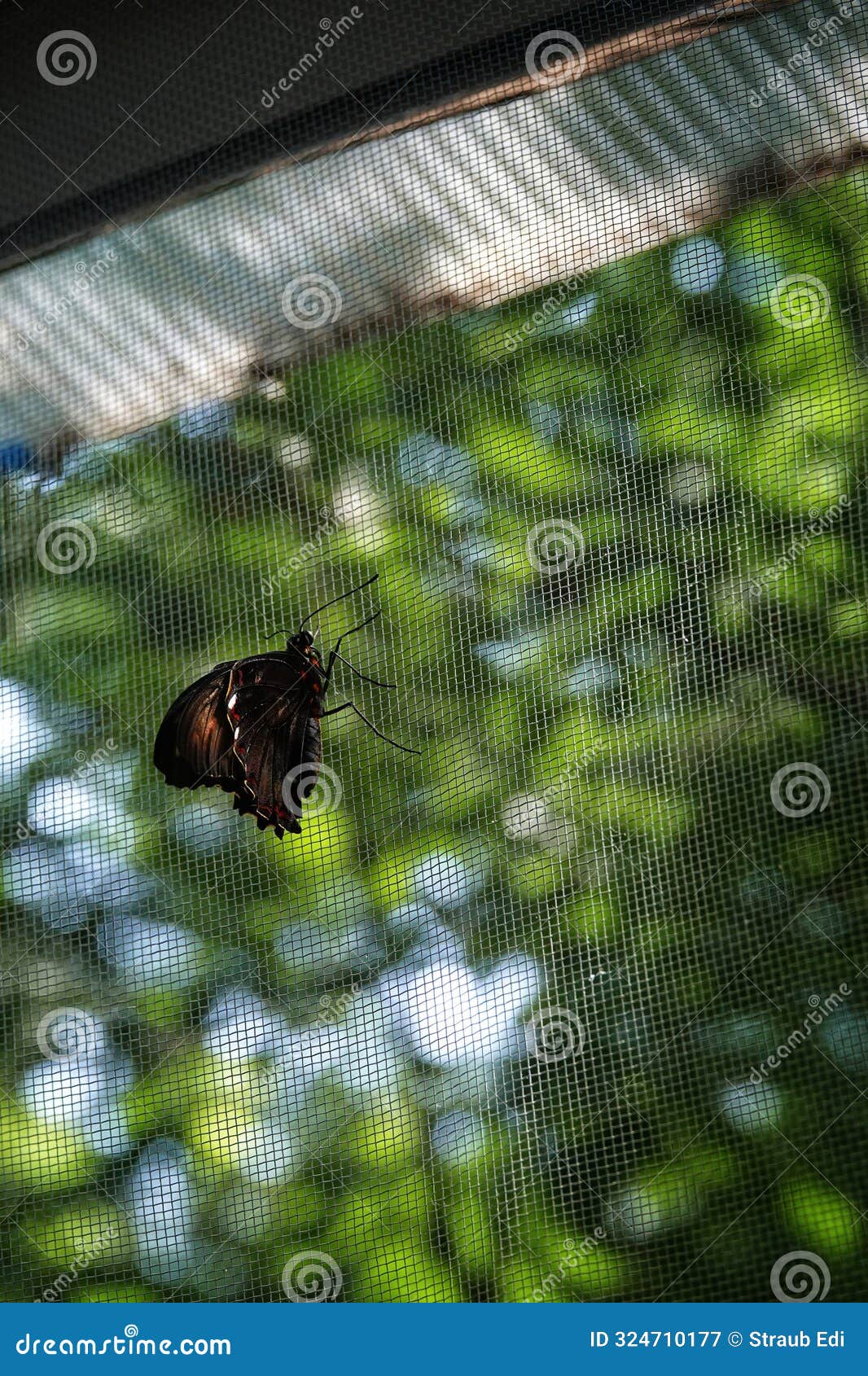 Ruby or Red-spotted Swallowtail Butterfly at Antipa Museum in Bucharest ...
