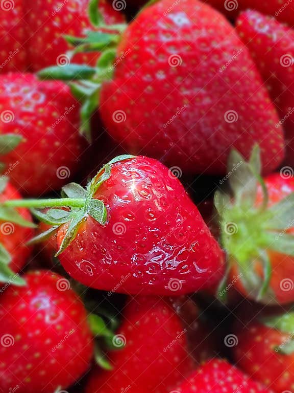 Ruby Red Strawberries stock photo. Image of flower, fruit - 180873718