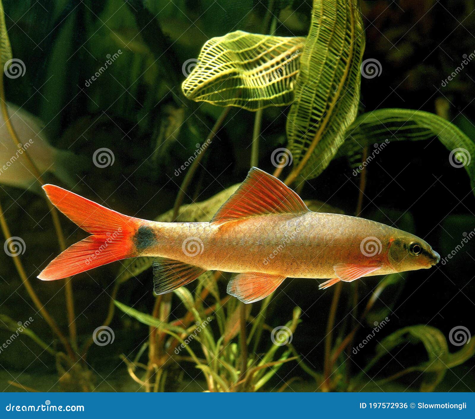 Ruby Shark or Rainbow Shark, Epalzeorhynchos Frenatus Stock Photo ...
