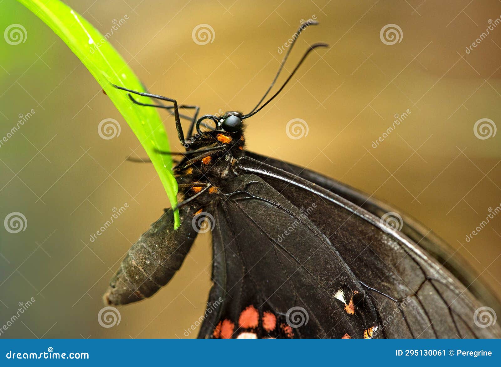 Ruby-spotted Swallowtail Butterfly Stock Image - Image of nature ...