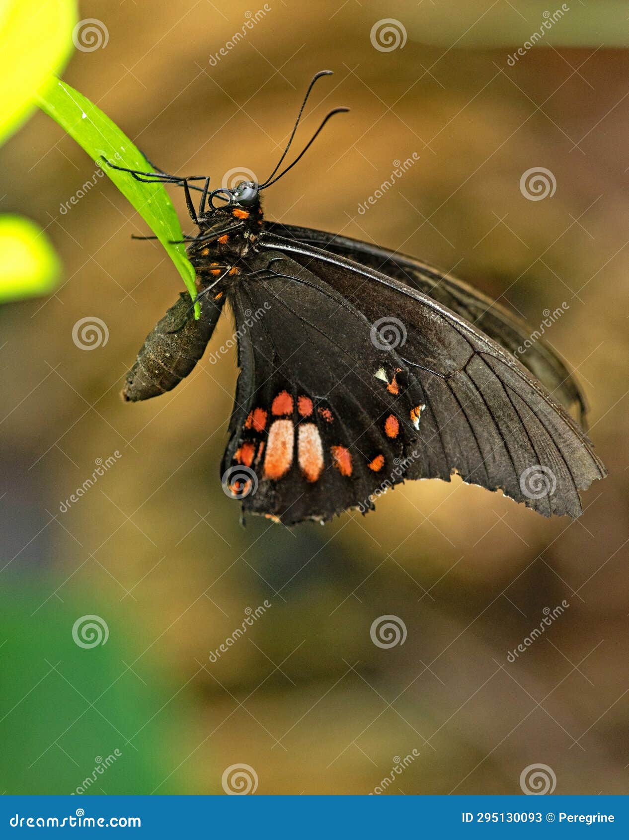 Ruby-spotted Swallowtail Butterfly Stock Image - Image of insect ...