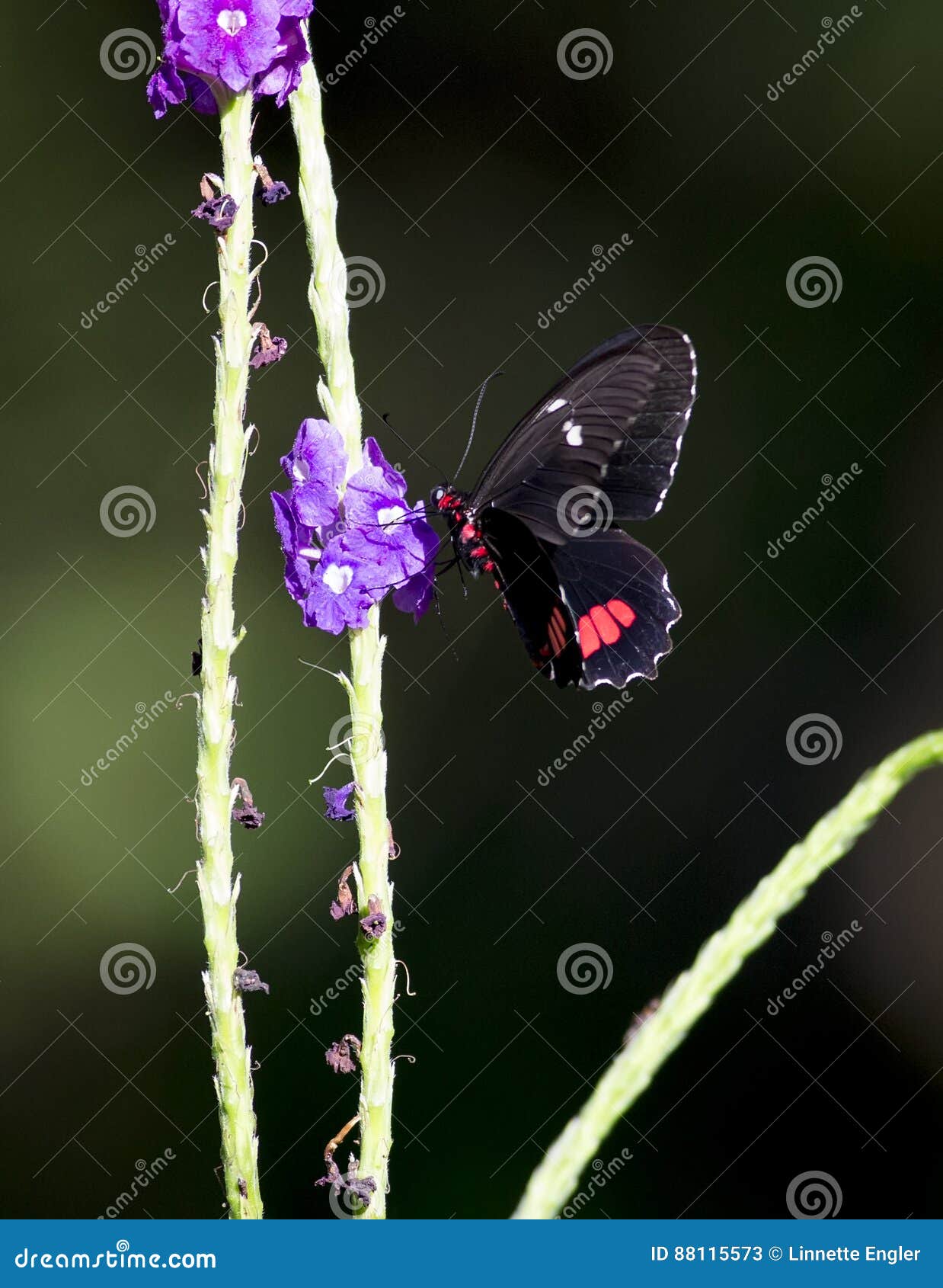 Ruby Spotted Swallowtail Butterfly Stock Image - Image of ruby, costa ...