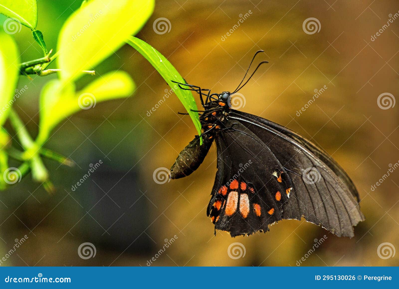 Ruby-spotted Swallowtail Butterfly Stock Photo - Image of summer, leaf ...