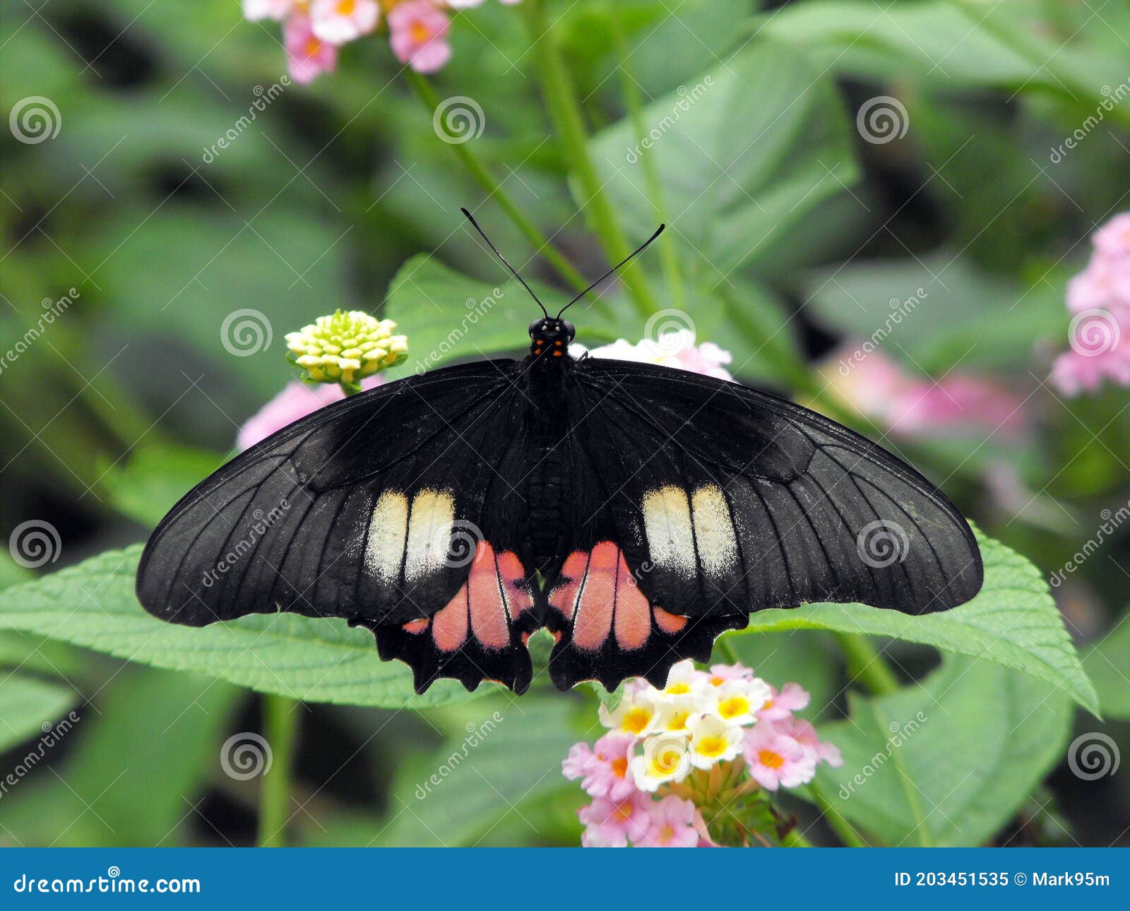 Ruby Spotted Swallowtail Butterfly Stock Image - Image of spotted ...