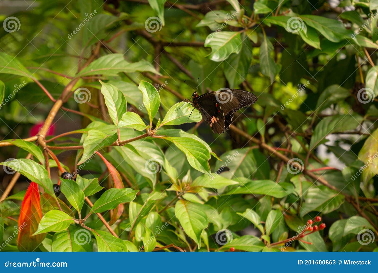 The Ruby-Spotted Swallowtail or Red-Spotted Swallowtail ( Stock Image ...