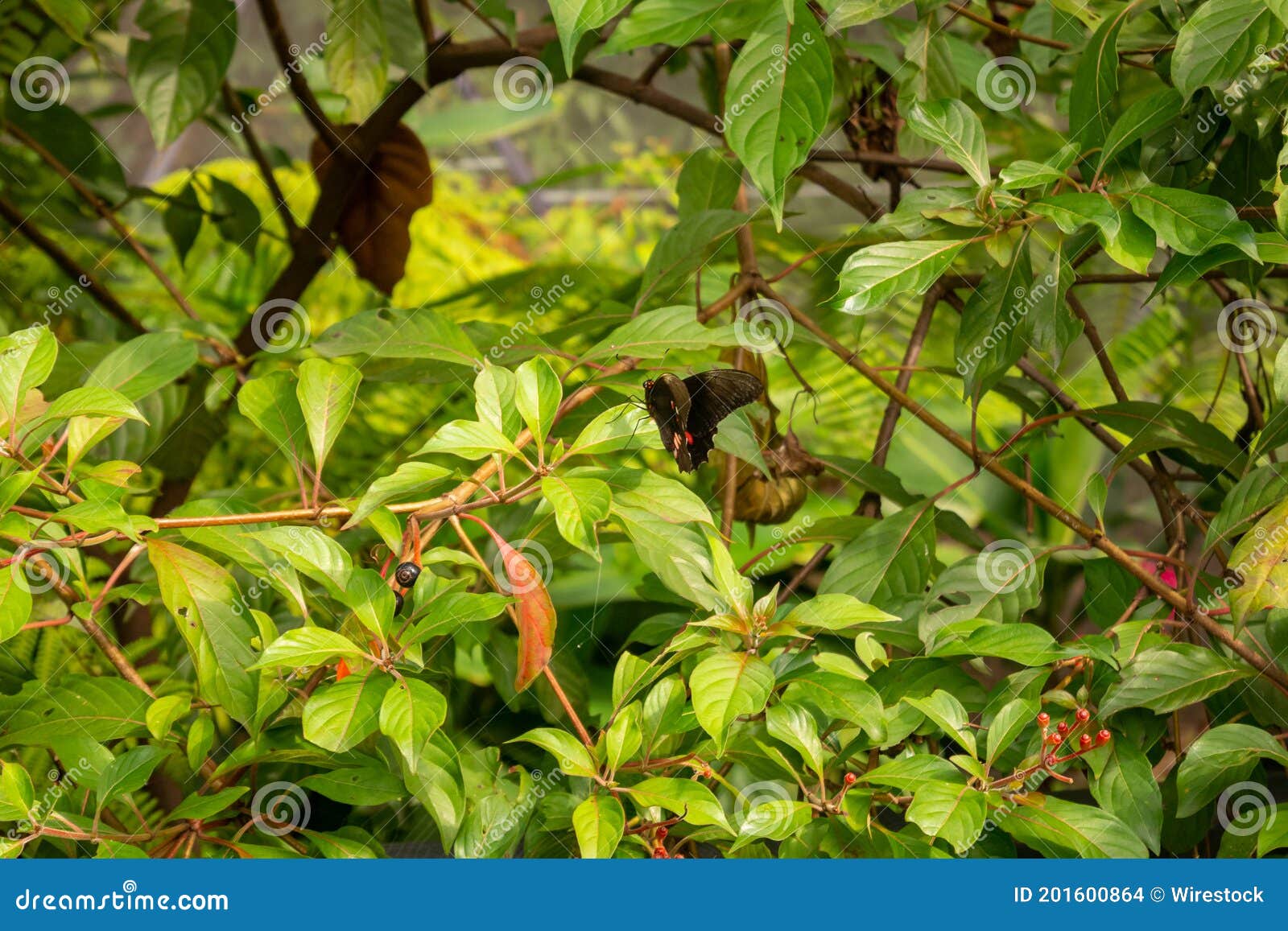 The Ruby-Spotted Swallowtail or Red-Spotted Swallowtail Stock Photo ...