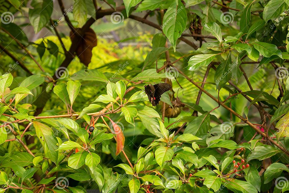 The Ruby-Spotted Swallowtail or Red-Spotted Swallowtail Stock Photo ...