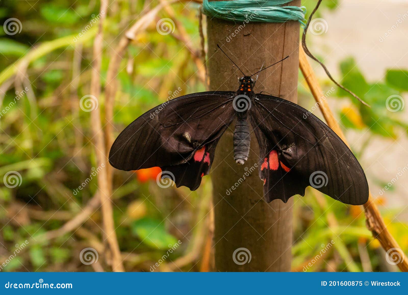 The Ruby-Spotted Swallowtail or Red-Spotted Swallowtail Stock Image ...