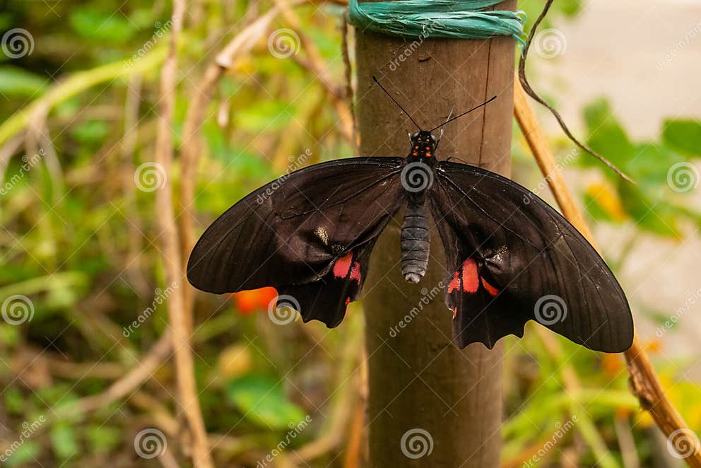 The Ruby-Spotted Swallowtail or Red-Spotted Swallowtail Stock Image ...