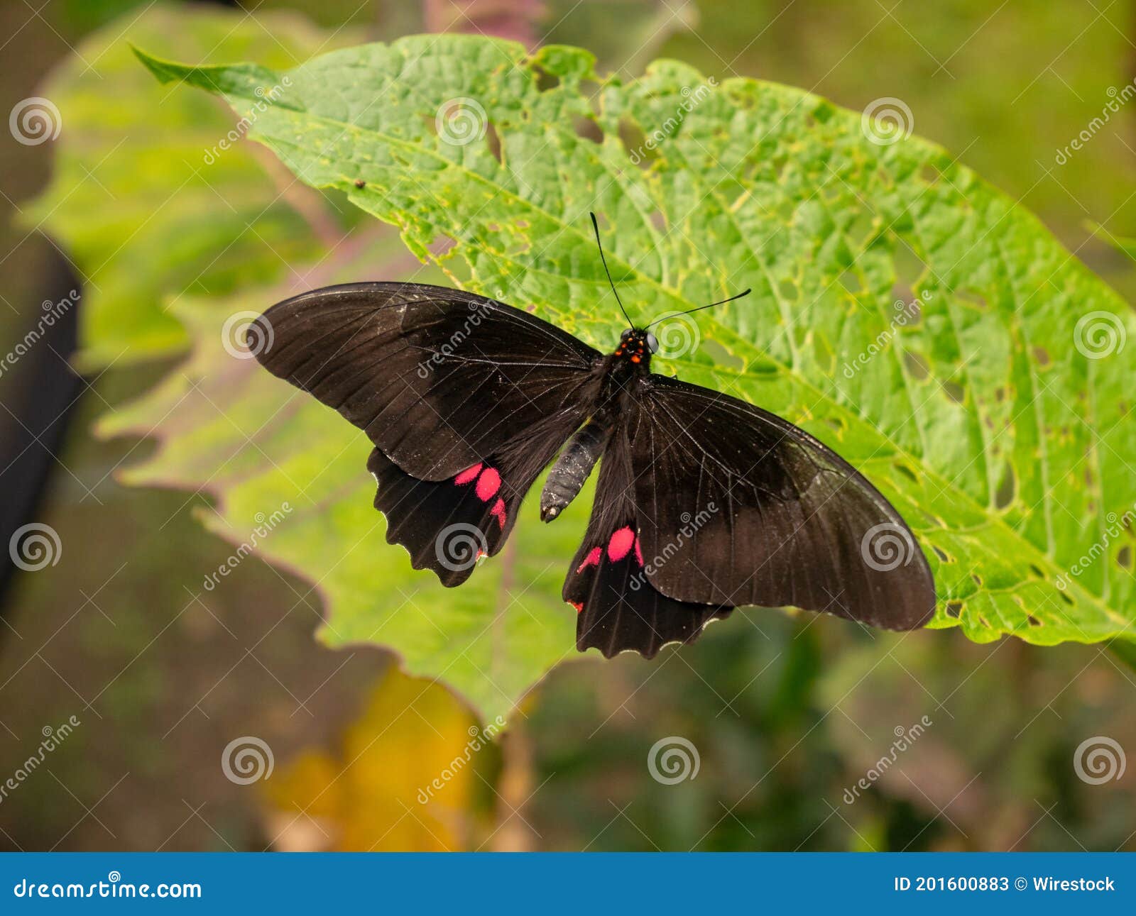 The Ruby-Spotted Swallowtail or Red-Spotted Swallowtail Stock Image ...