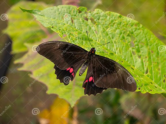 The Ruby-Spotted Swallowtail or Red-Spotted Swallowtail Stock Image ...