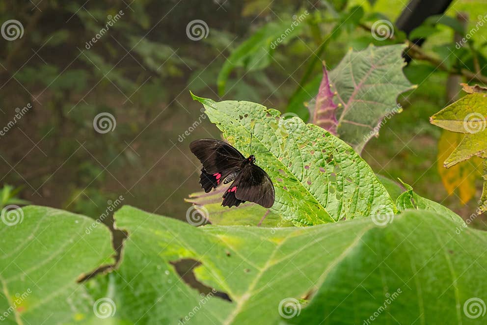 The Ruby-Spotted Swallowtail or Red-Spotted Swallowtail Stock Photo ...
