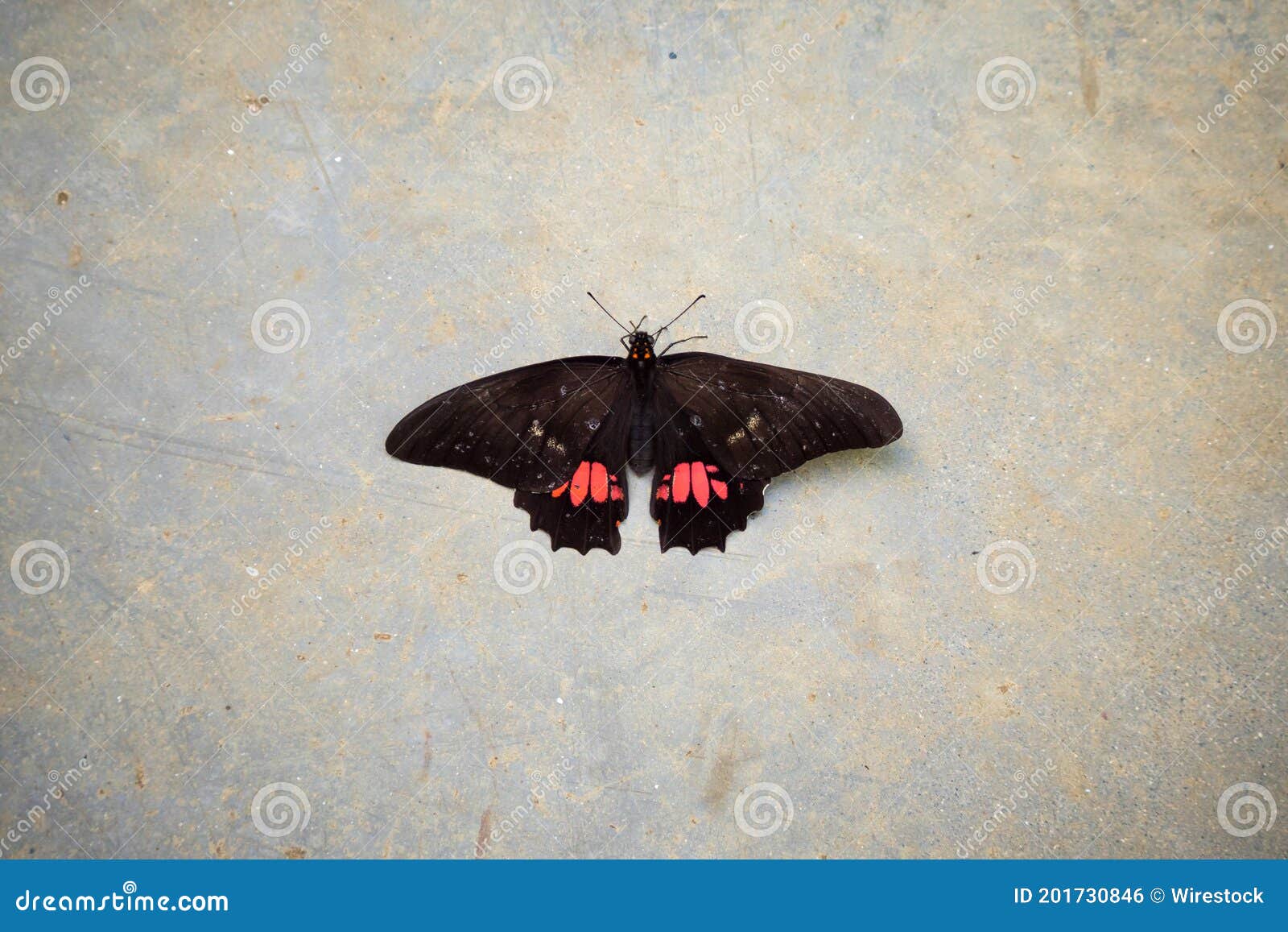 The Ruby-Spotted Swallowtail or Red-Spotted Swallowtail ( Stock Photo ...