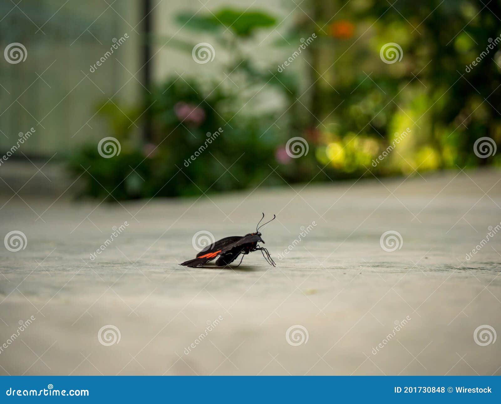 The Ruby-Spotted Swallowtail or Red-Spotted Swallowtail Stock Photo ...
