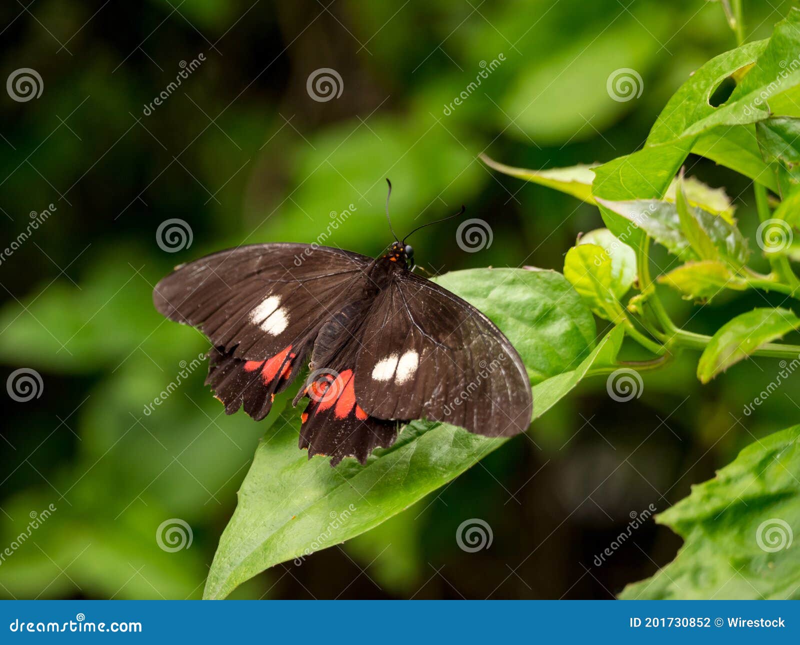 The Ruby-Spotted Swallowtail or Red-Spotted Swallowtail Stock Photo ...
