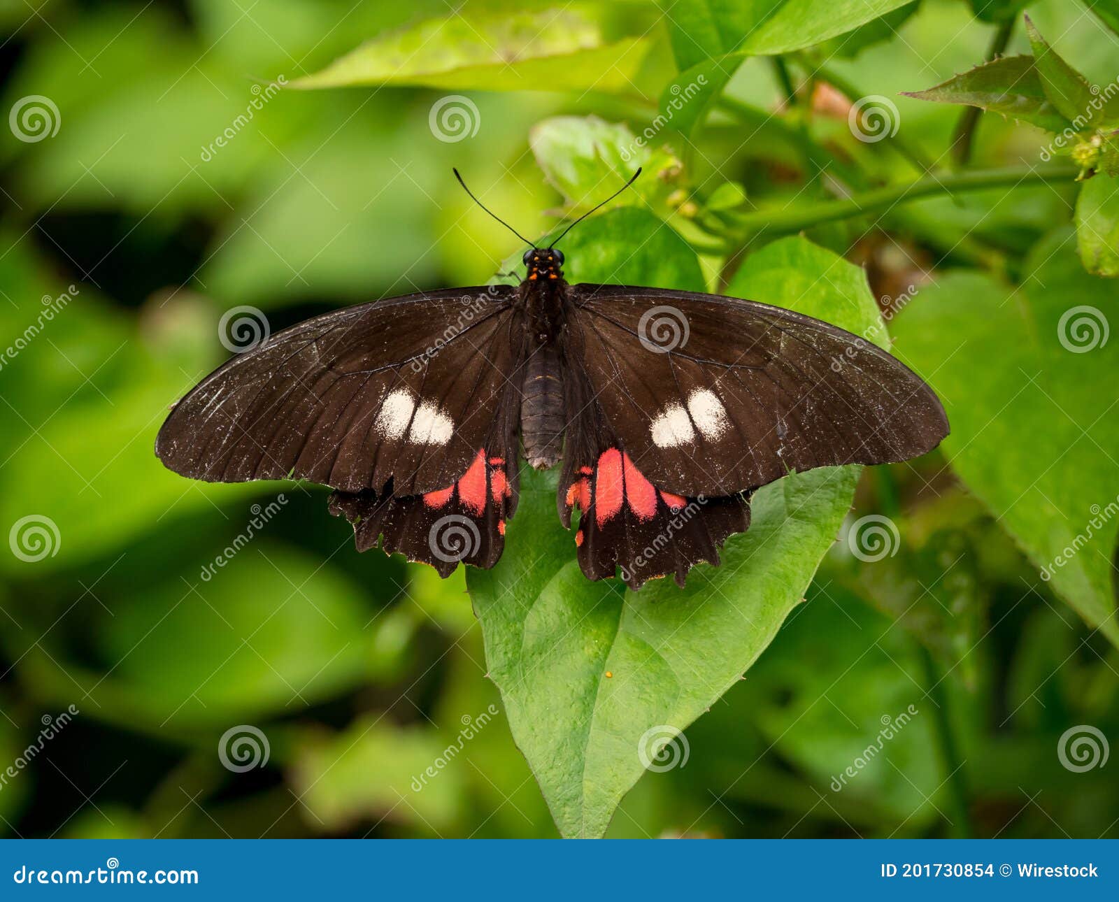 The Ruby-Spotted Swallowtail or Red-Spotted Swallowtail Stock Photo ...