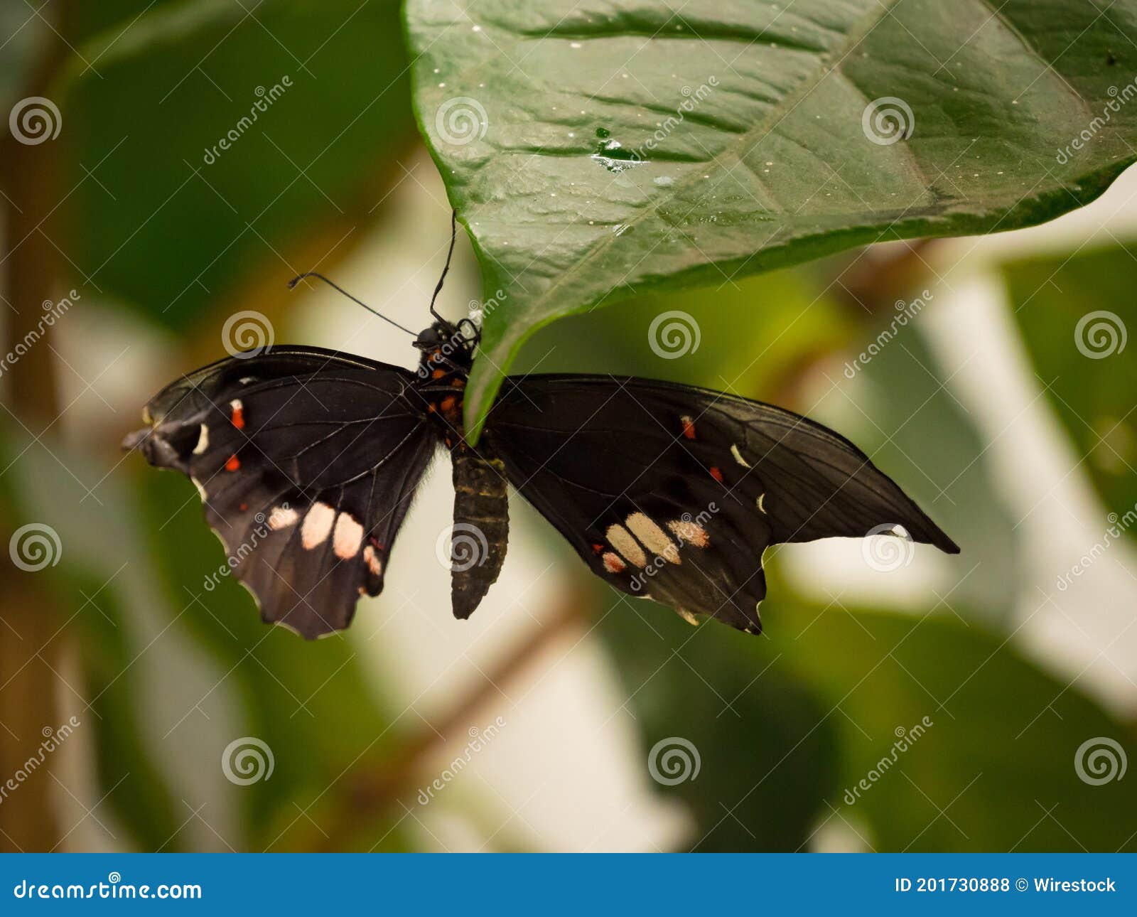 The Ruby-Spotted Swallowtail or Red-Spotted Swallowtail Stock Photo ...
